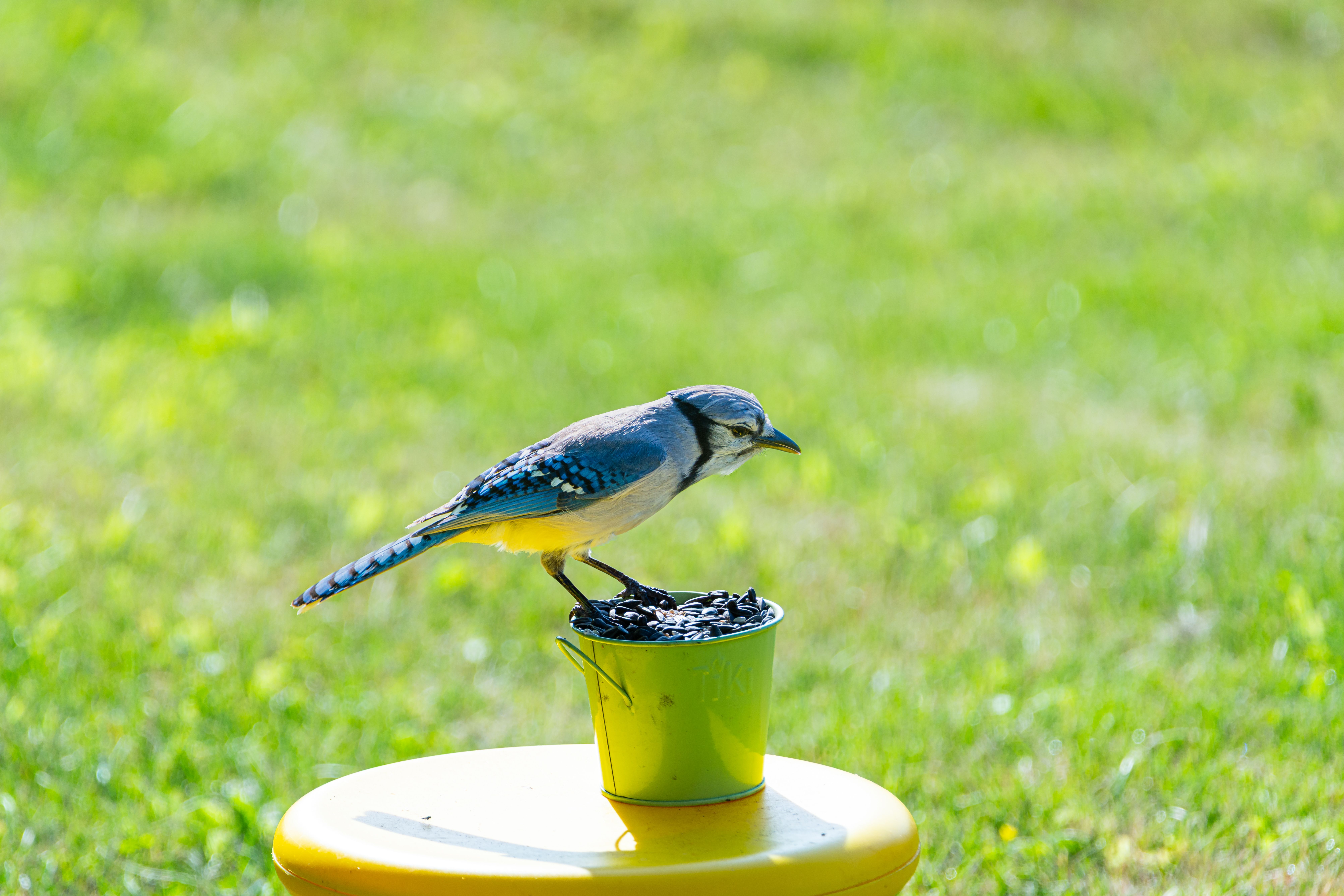 Blue Jay Feeding on Sunflower Seeds Outdoors · Free Stock Photo