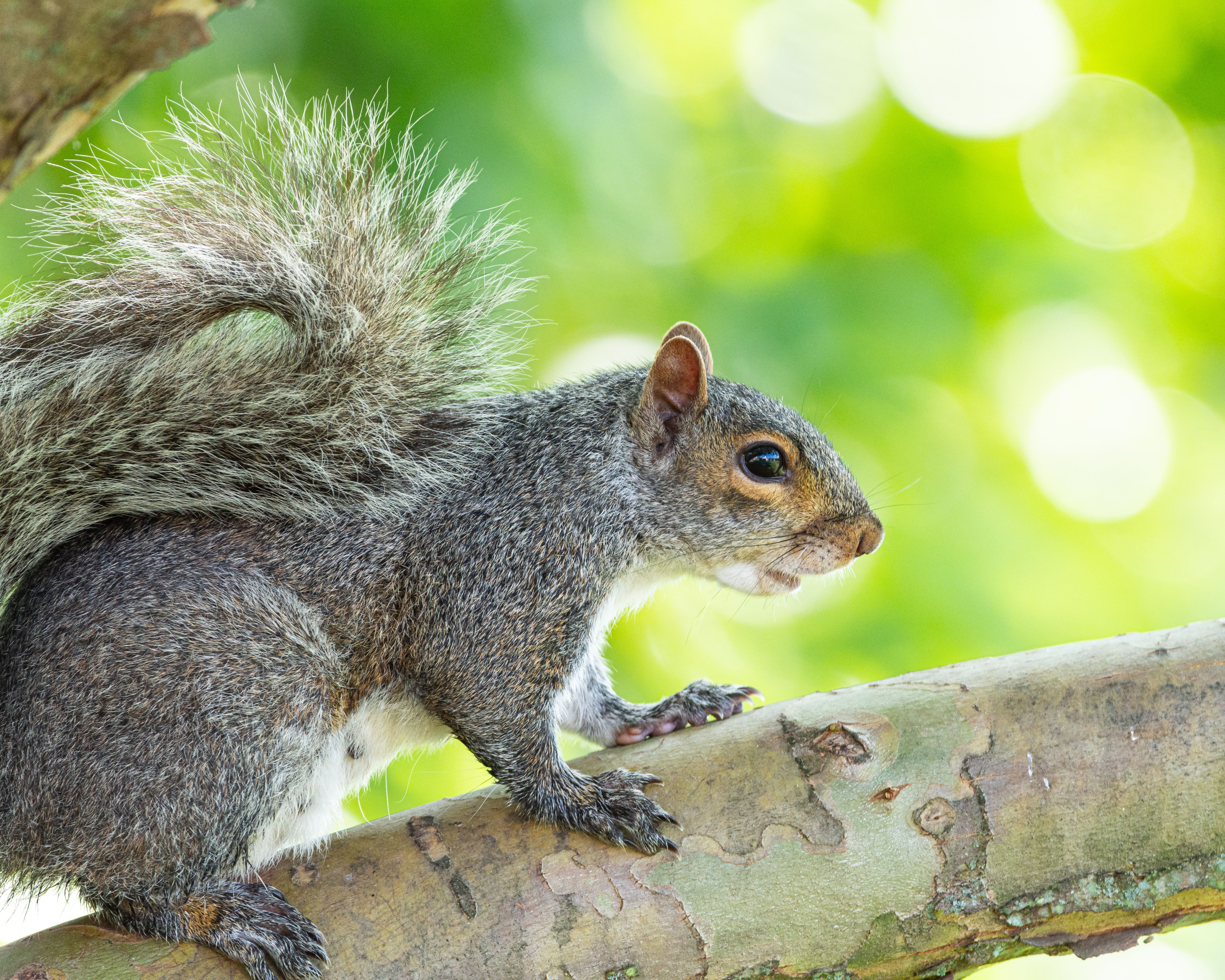 Curious Eastern Gray Squirrel on Tree Branch · Free Stock Photo