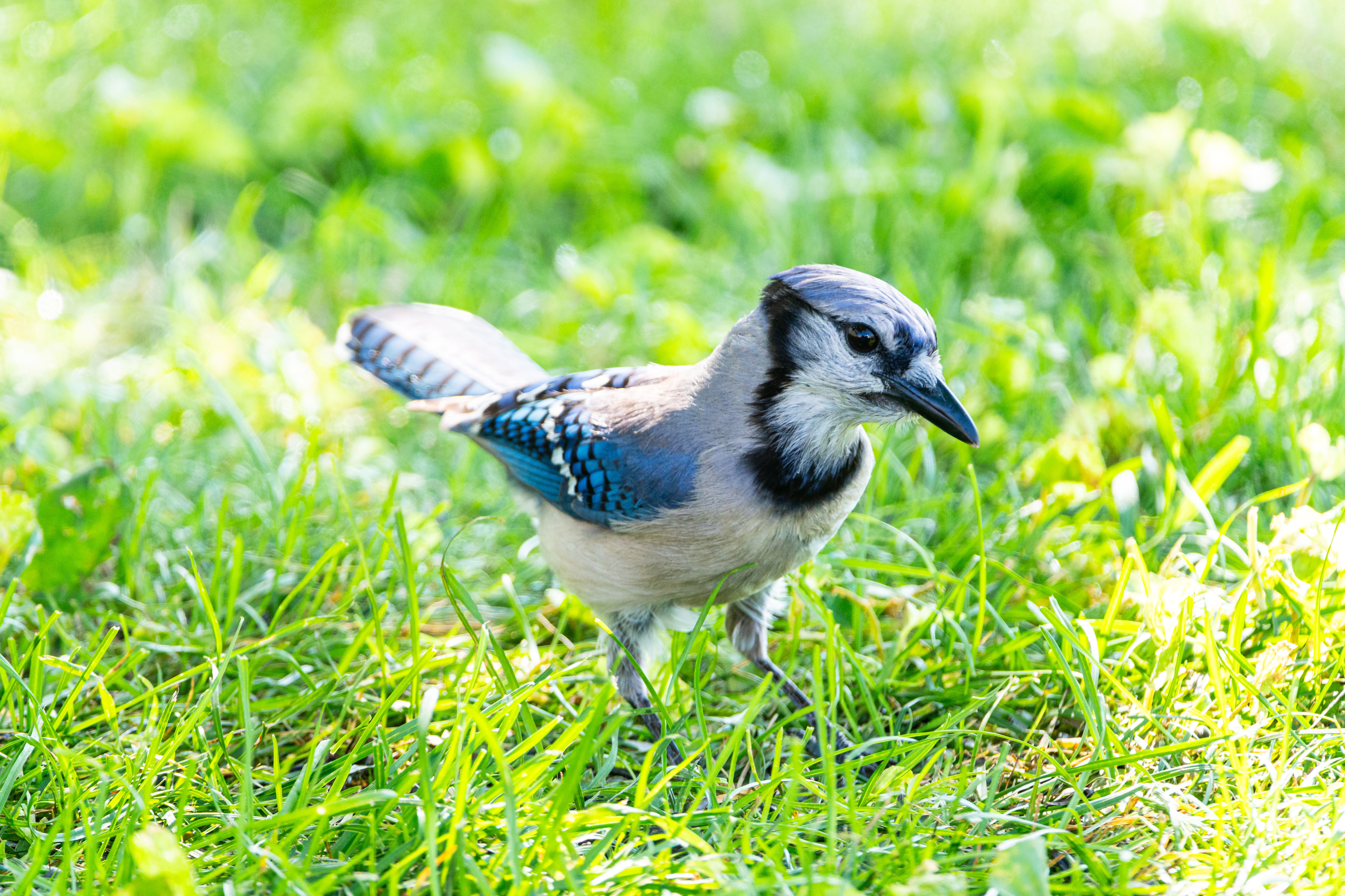 Vibrant Blue Jay on Lush Green Grass · Free Stock Photo