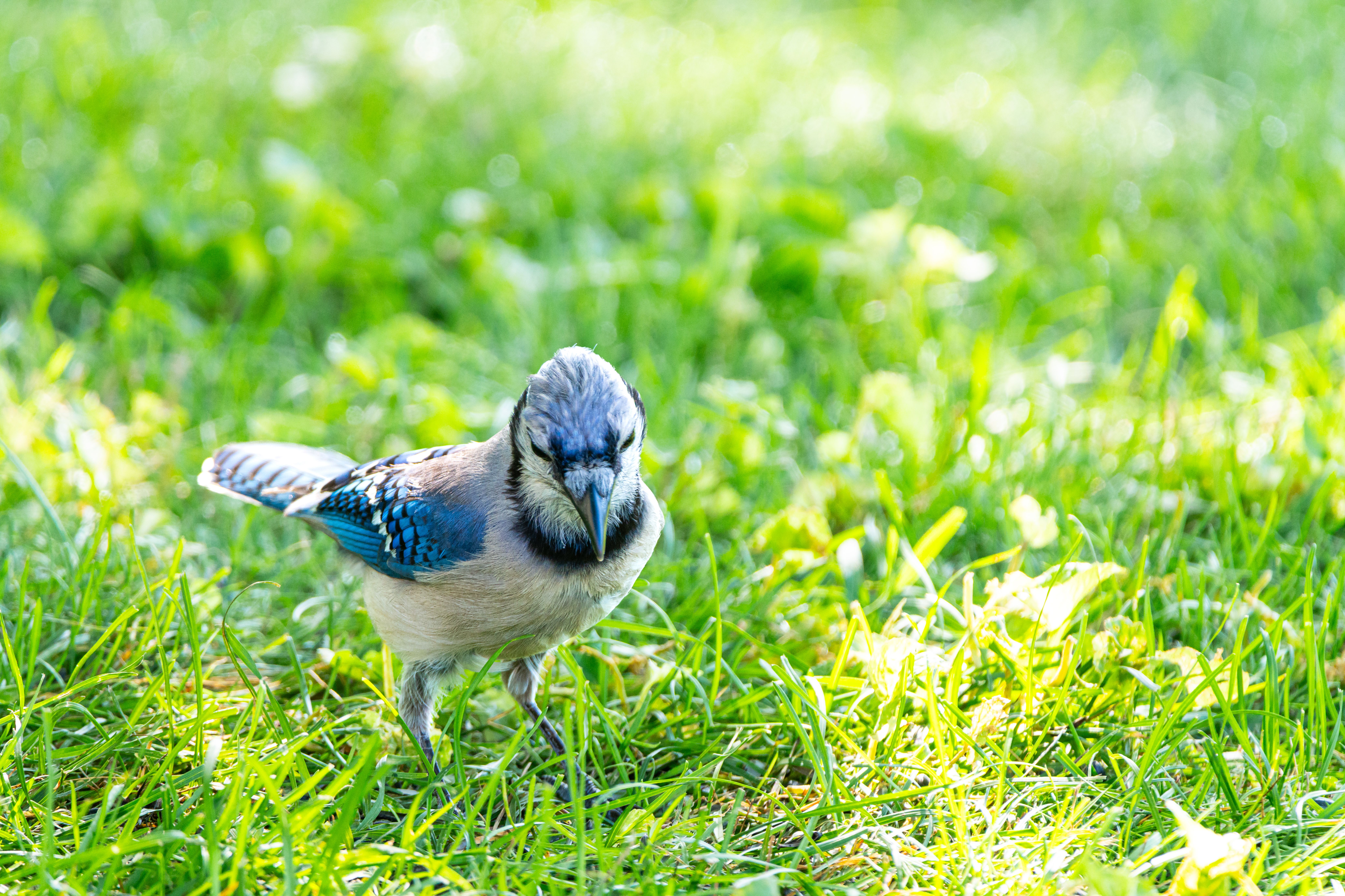Vibrant Blue Jay on Lush Green Grass · Free Stock Photo
