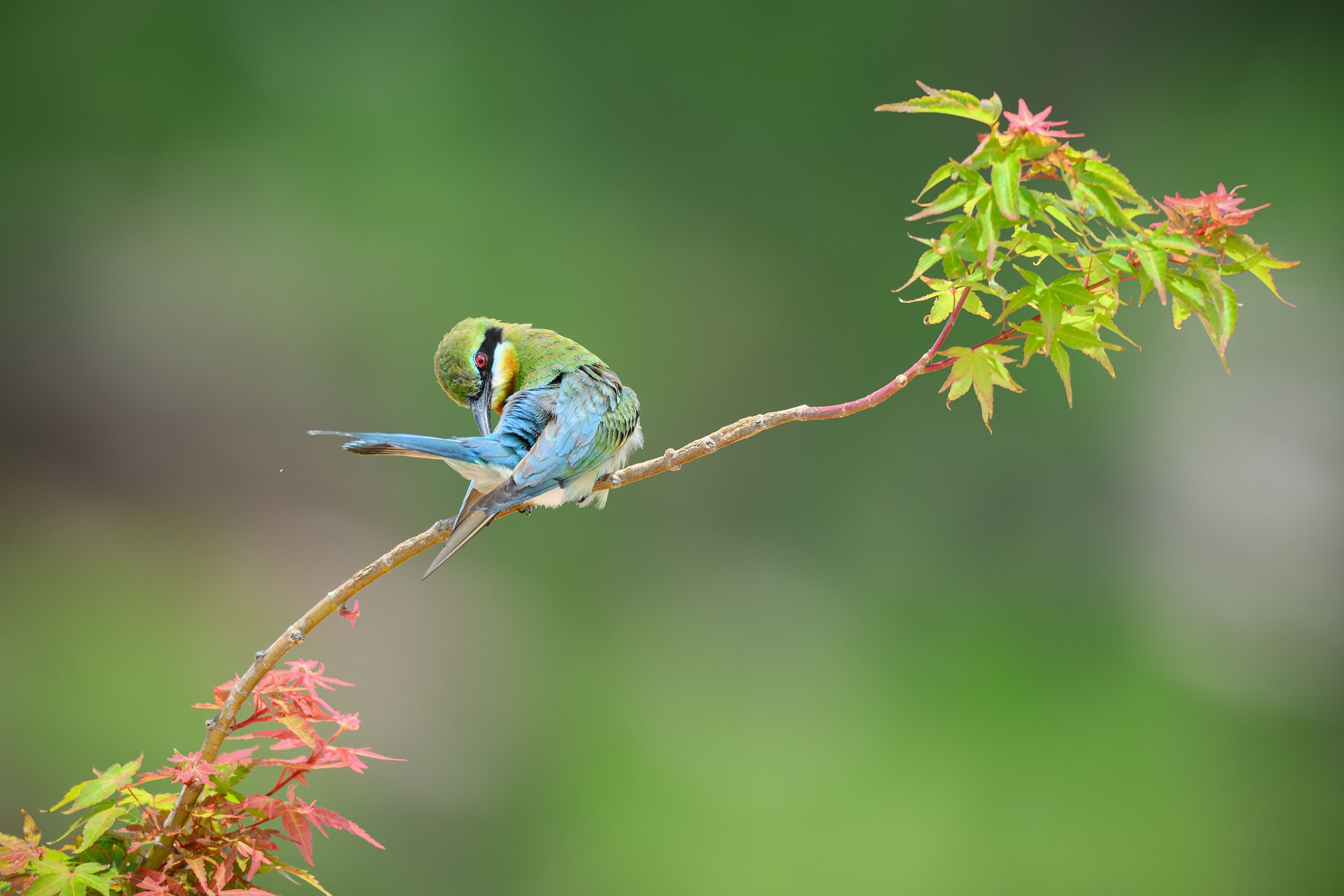 Unique+Birds+In+The+World+Pictures Photos, Download The BEST Free ...