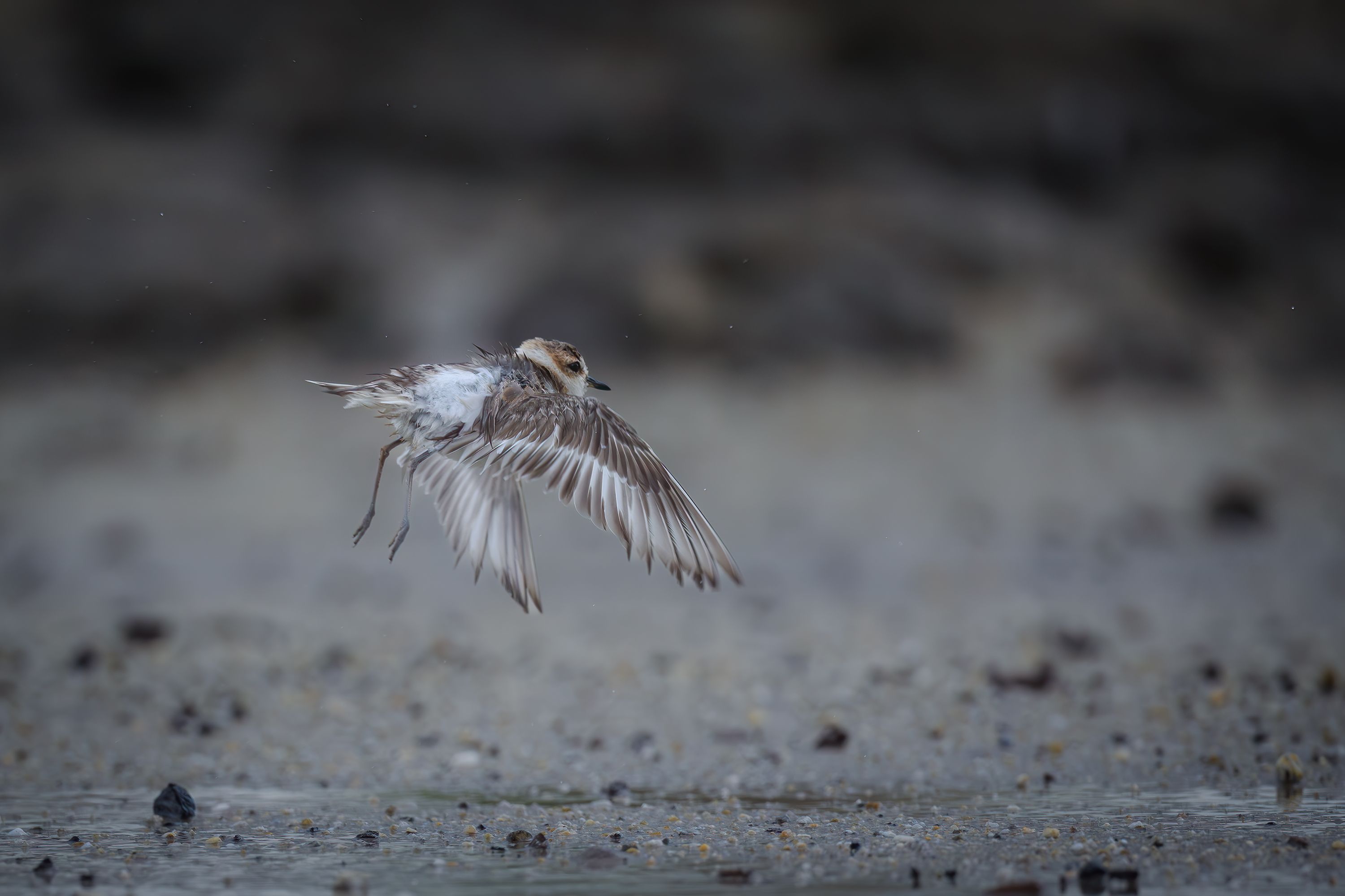 Dynamic Shot of a Flying Sandpiper over Shoreline · Free Stock Photo