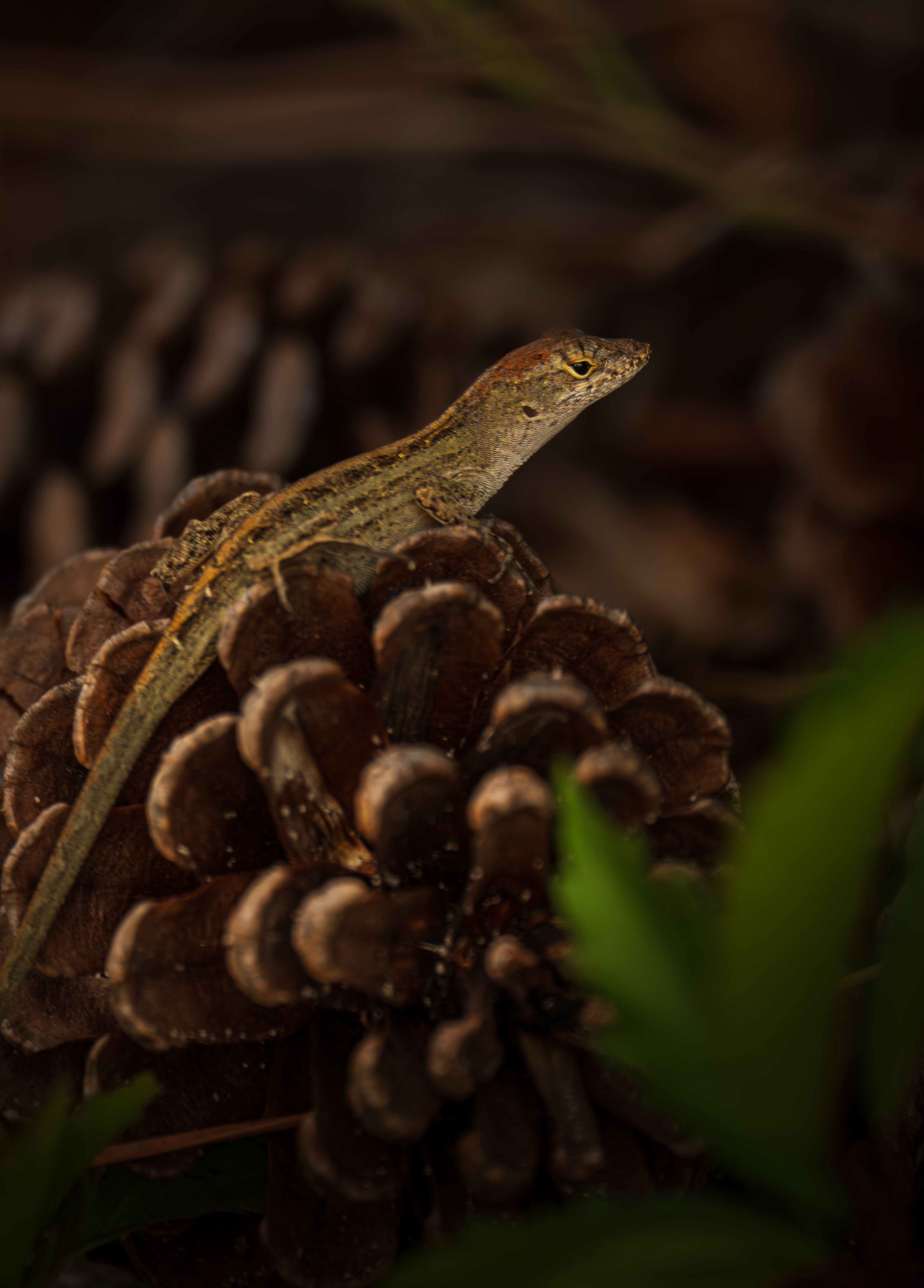 Brown Anole Lizard on Pine Cone in Natural Habitat · Free Stock Photo