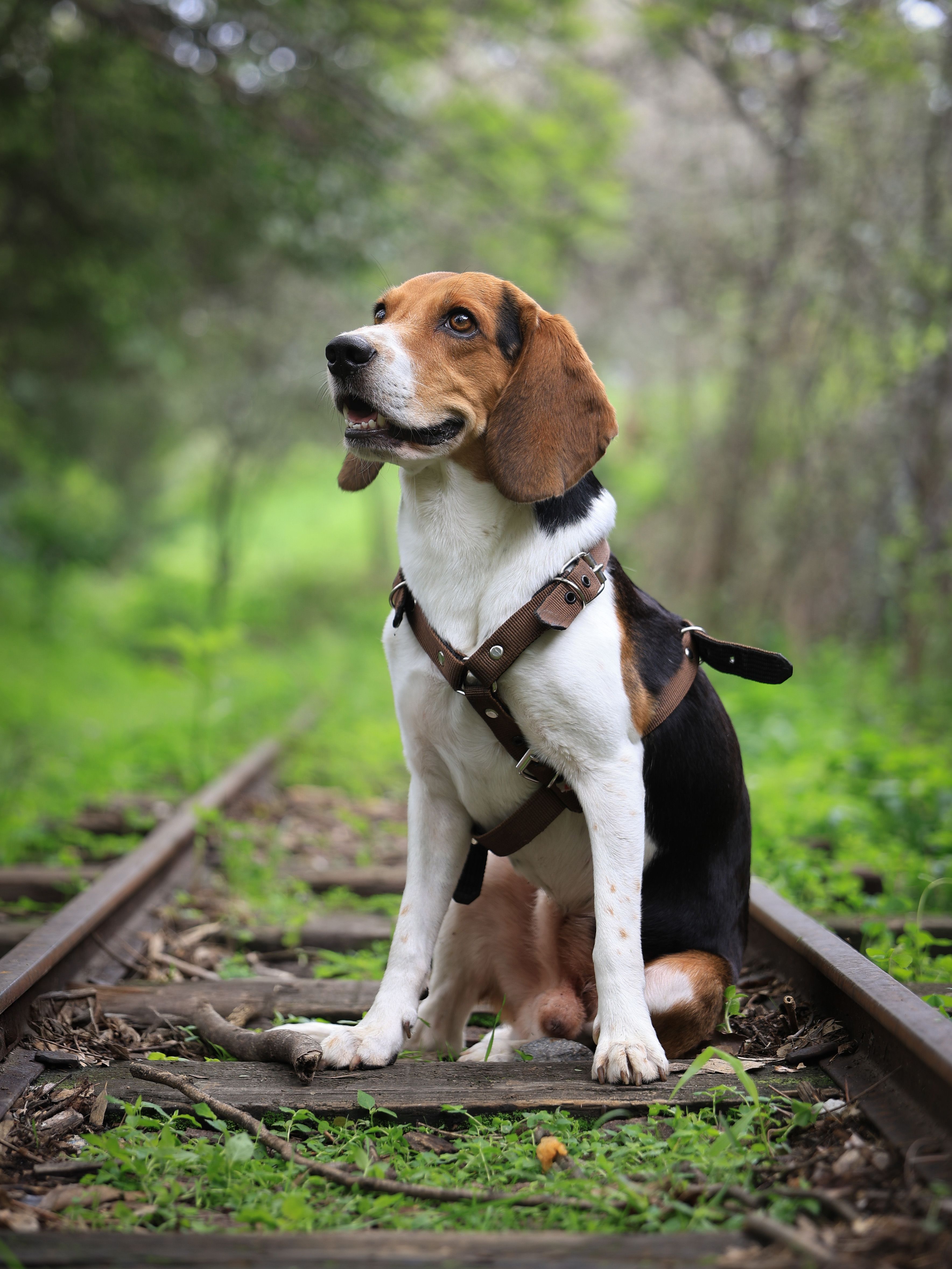Beagle Dog on Overgrown Railway Tracks Outdoors · Free Stock Photo