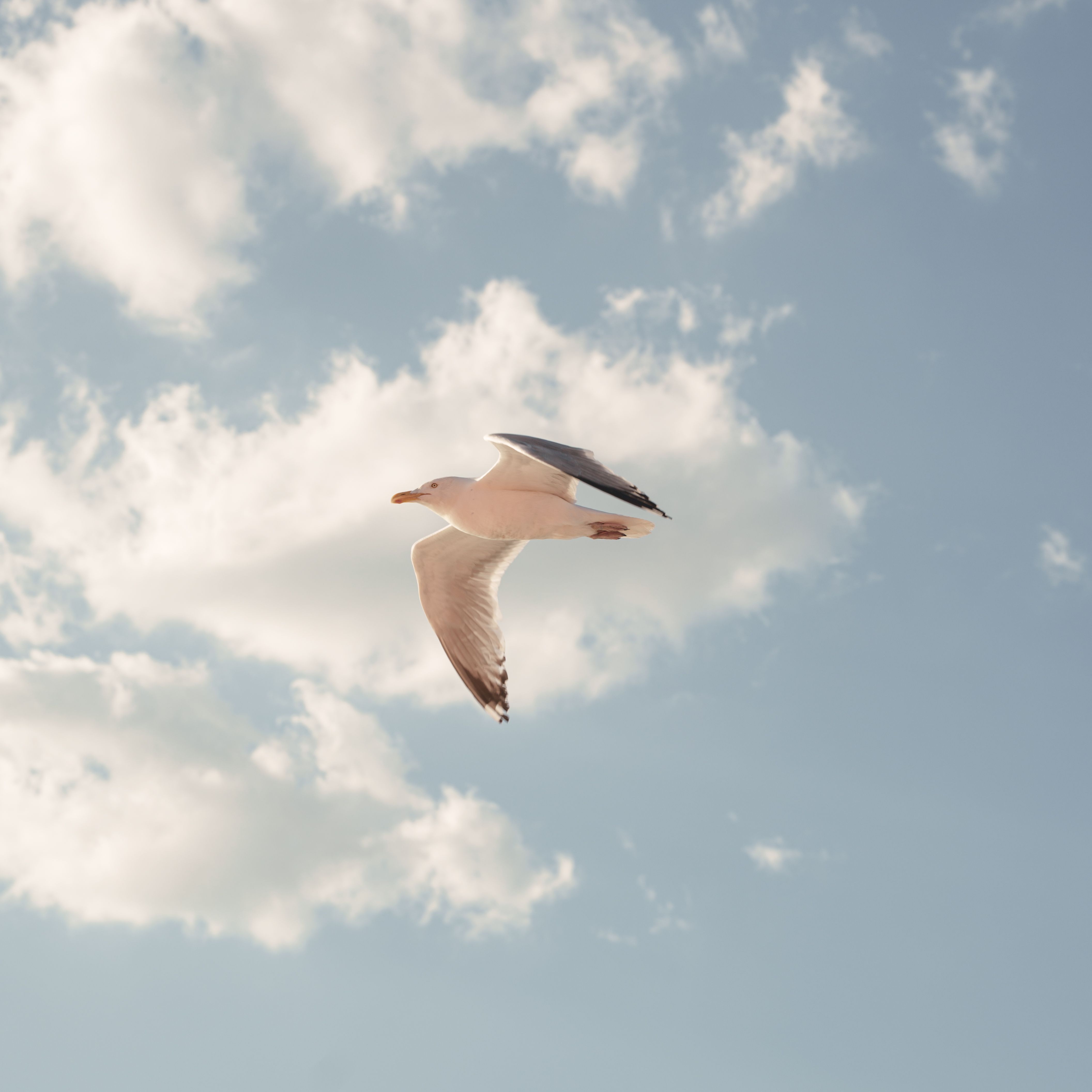 Photograph of a Seagull Flying · Free Stock Photo