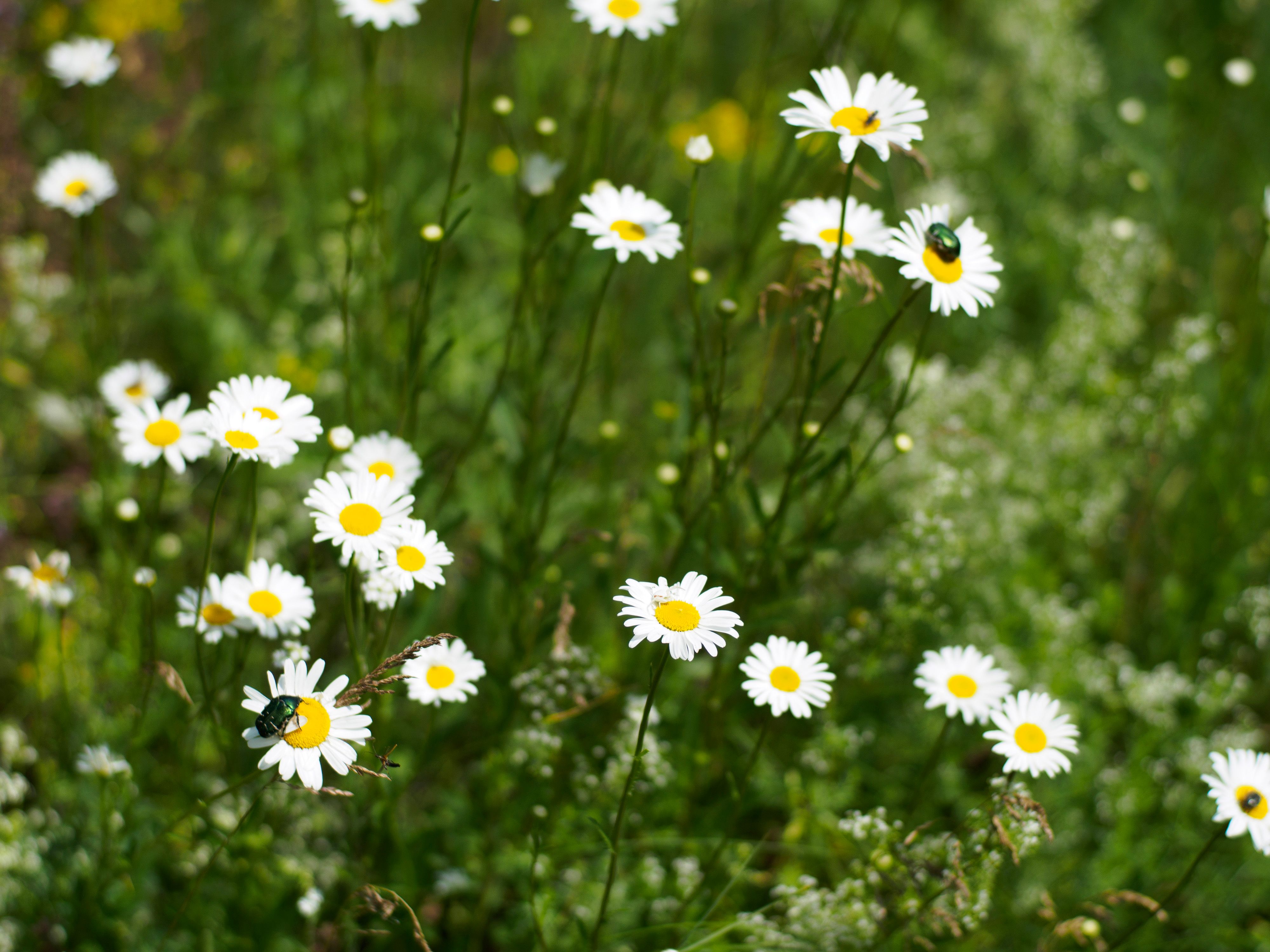 Flowering Plants Photos, Download The BEST Free Flowering Plants Stock ...