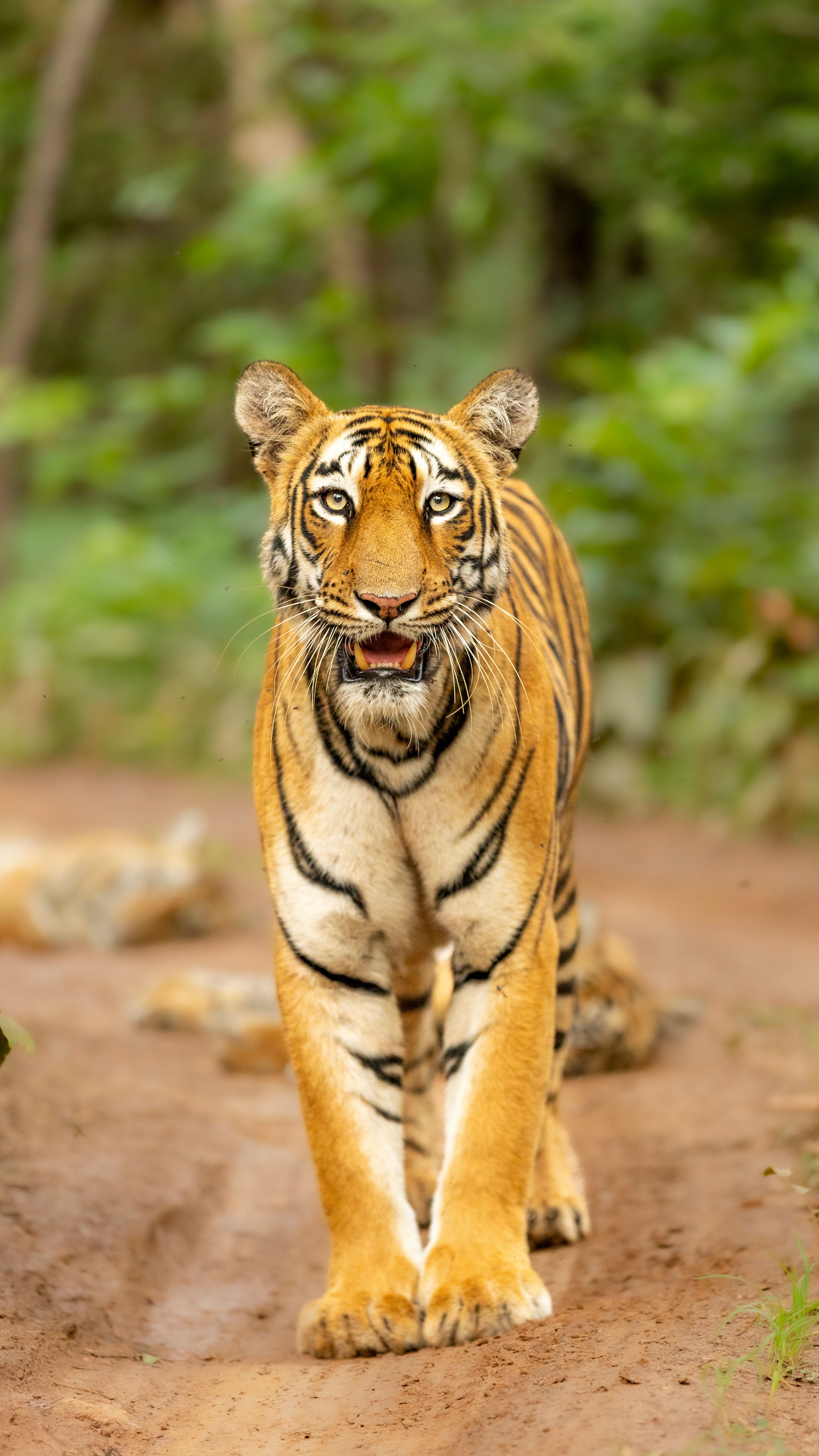 Majestic Bengal Tiger in Karandla Forest · Free Stock Photo