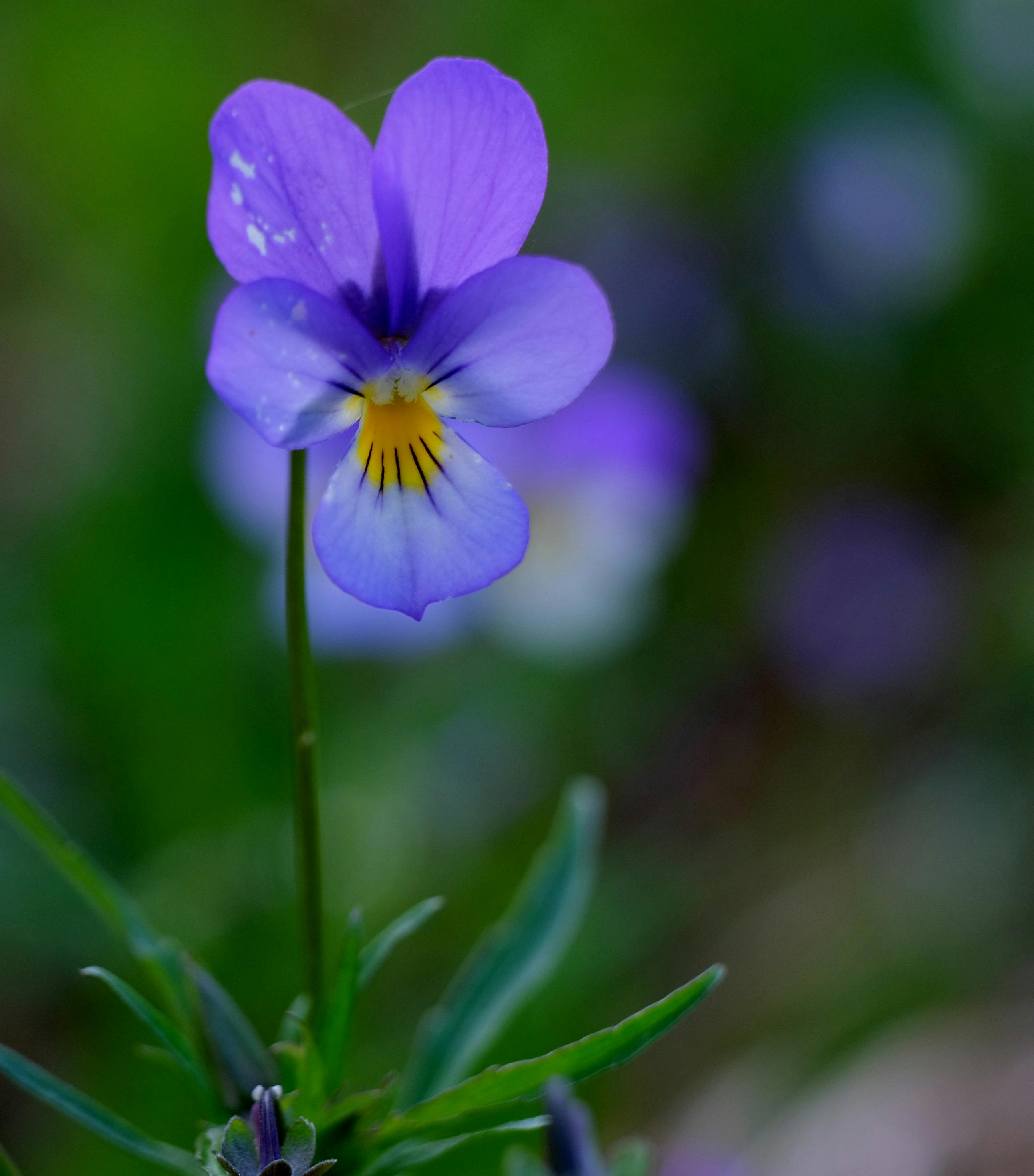 Viola 019 Ching.Mp4+ Photos, Download The BEST Free Viola 019 Ching.Mp4 ...