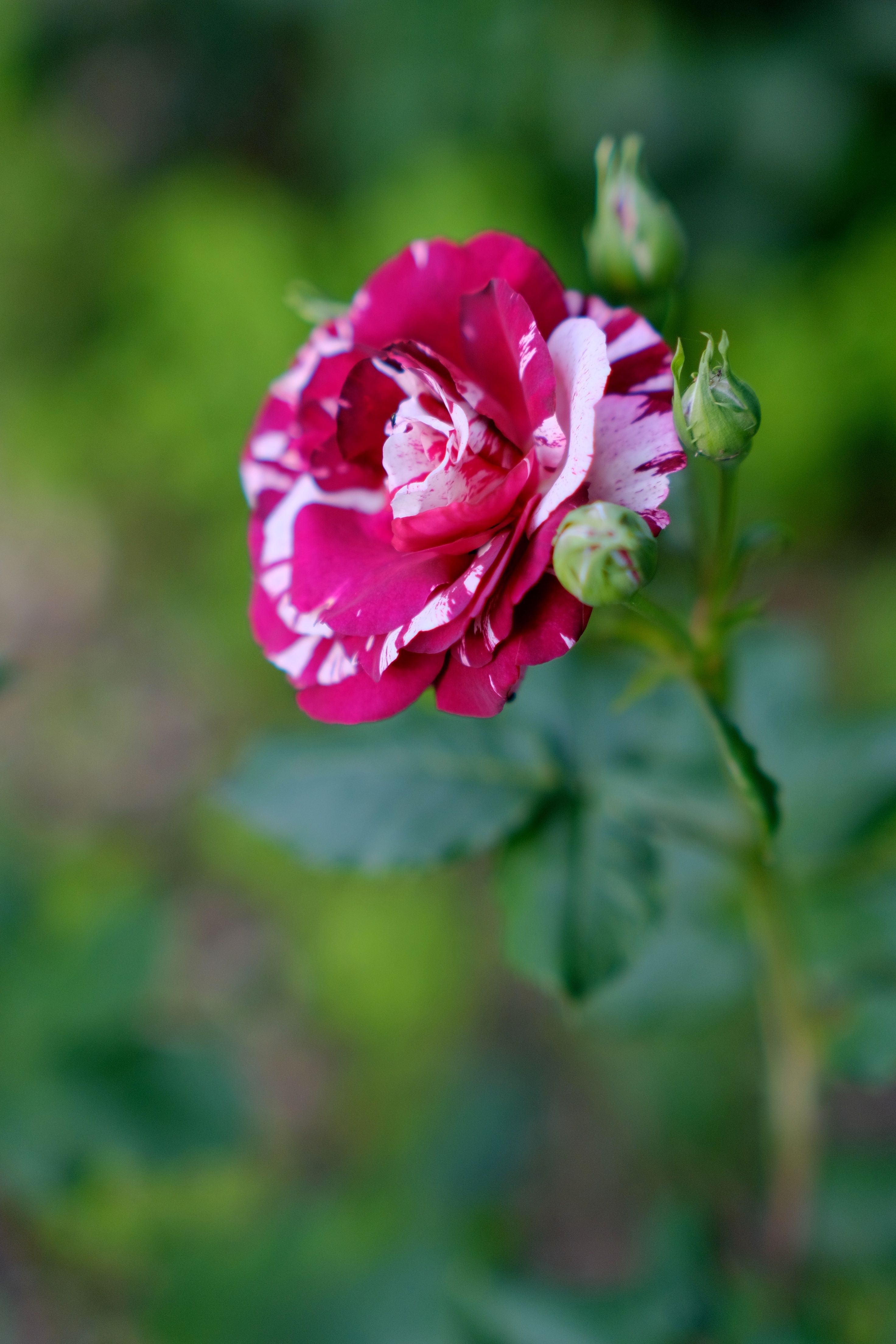 Beautiful Striped Rose in Bloom · Free Stock Photo