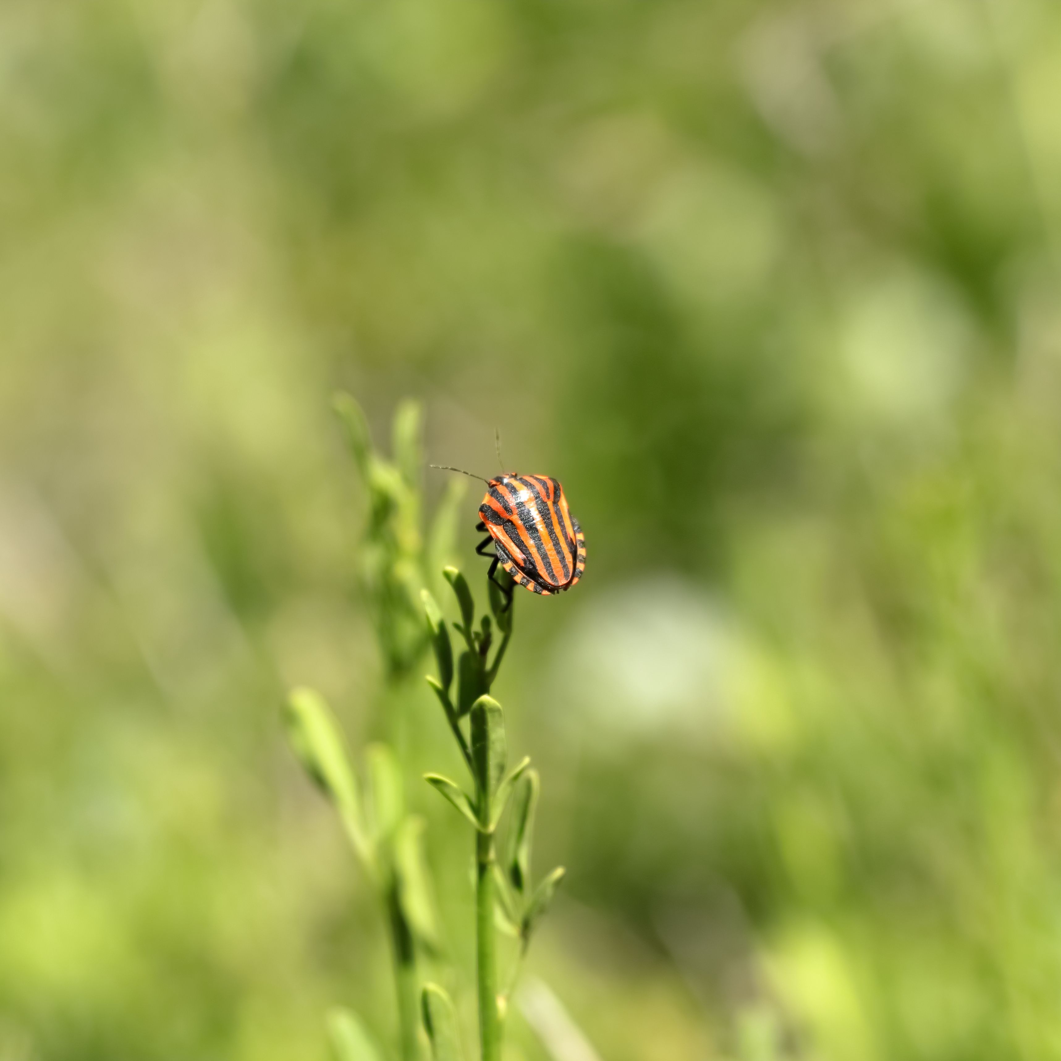 Red and Black Striped Shield Bug on Green Leaf · Free Stock Photo