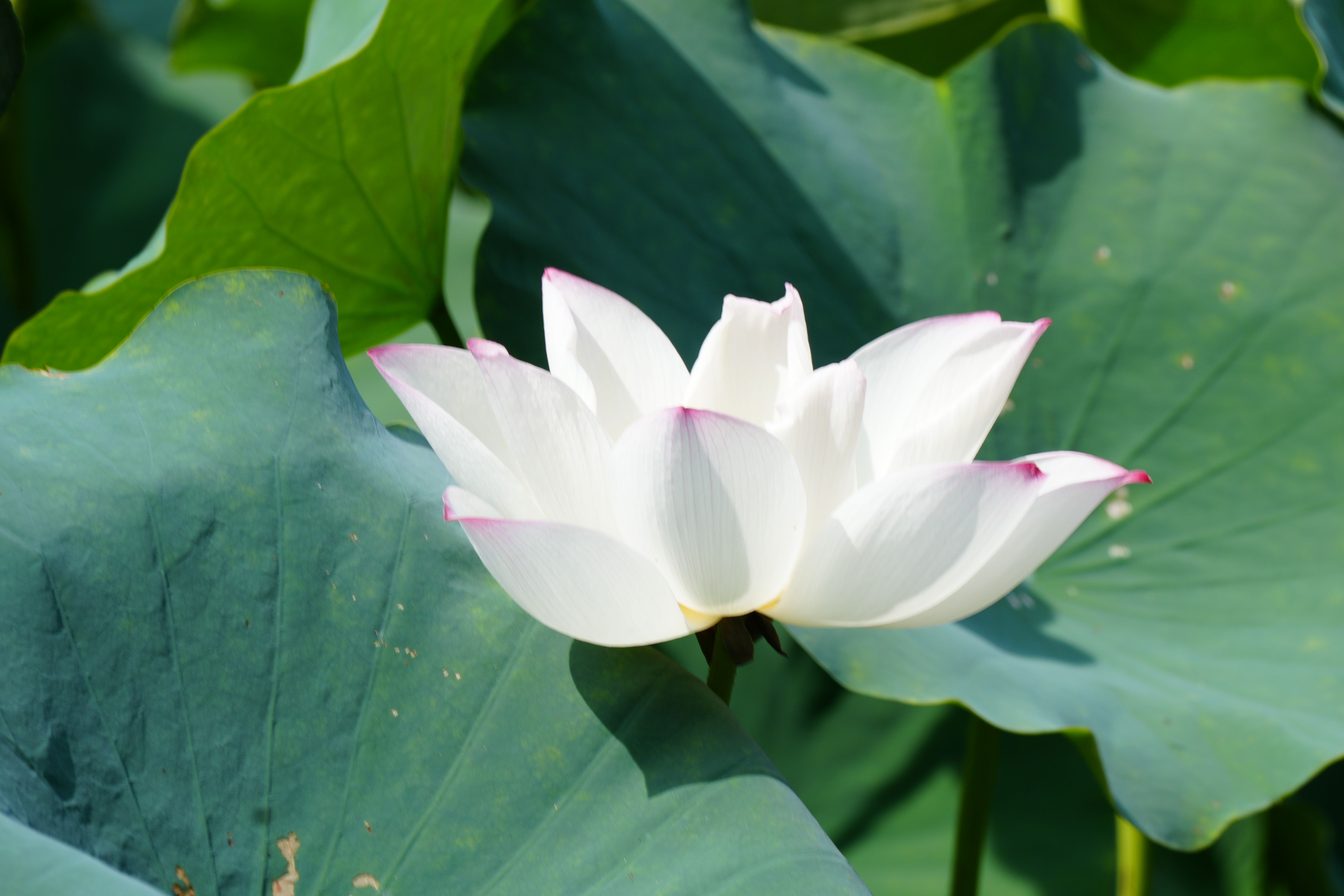 Blossom Transition Photos, Download The BEST Free Blossom Transition ...