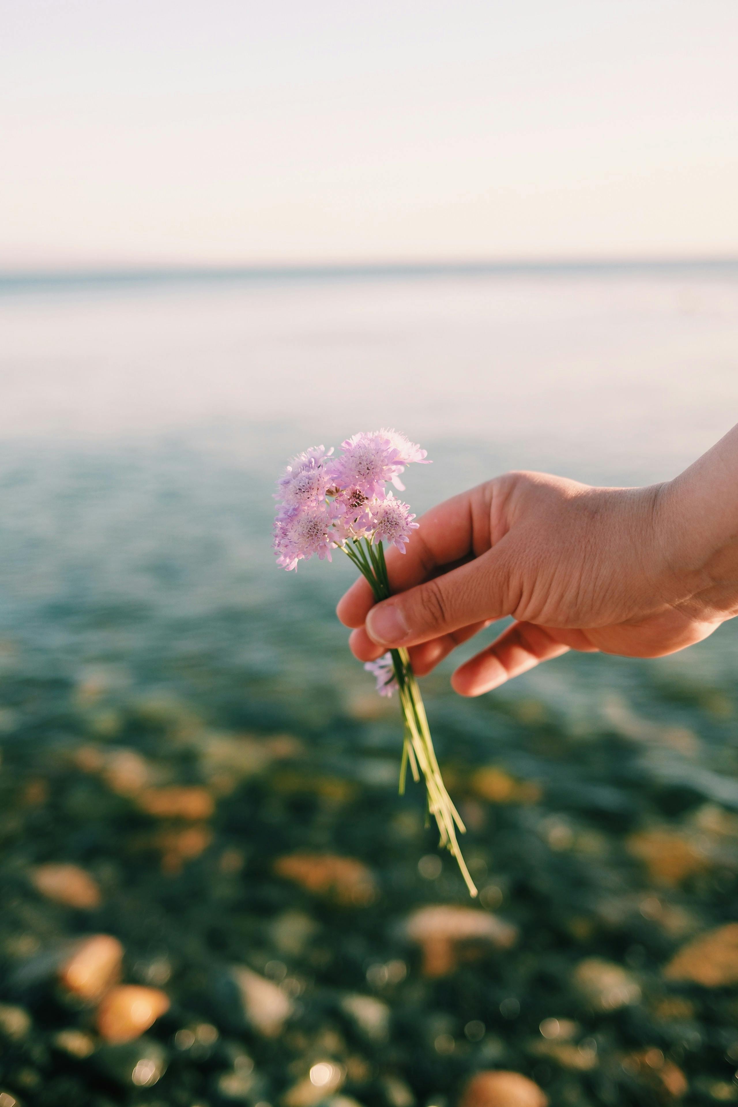 Golap Flowers Photos, Download The BEST Free Golap Flowers Stock Photos ...