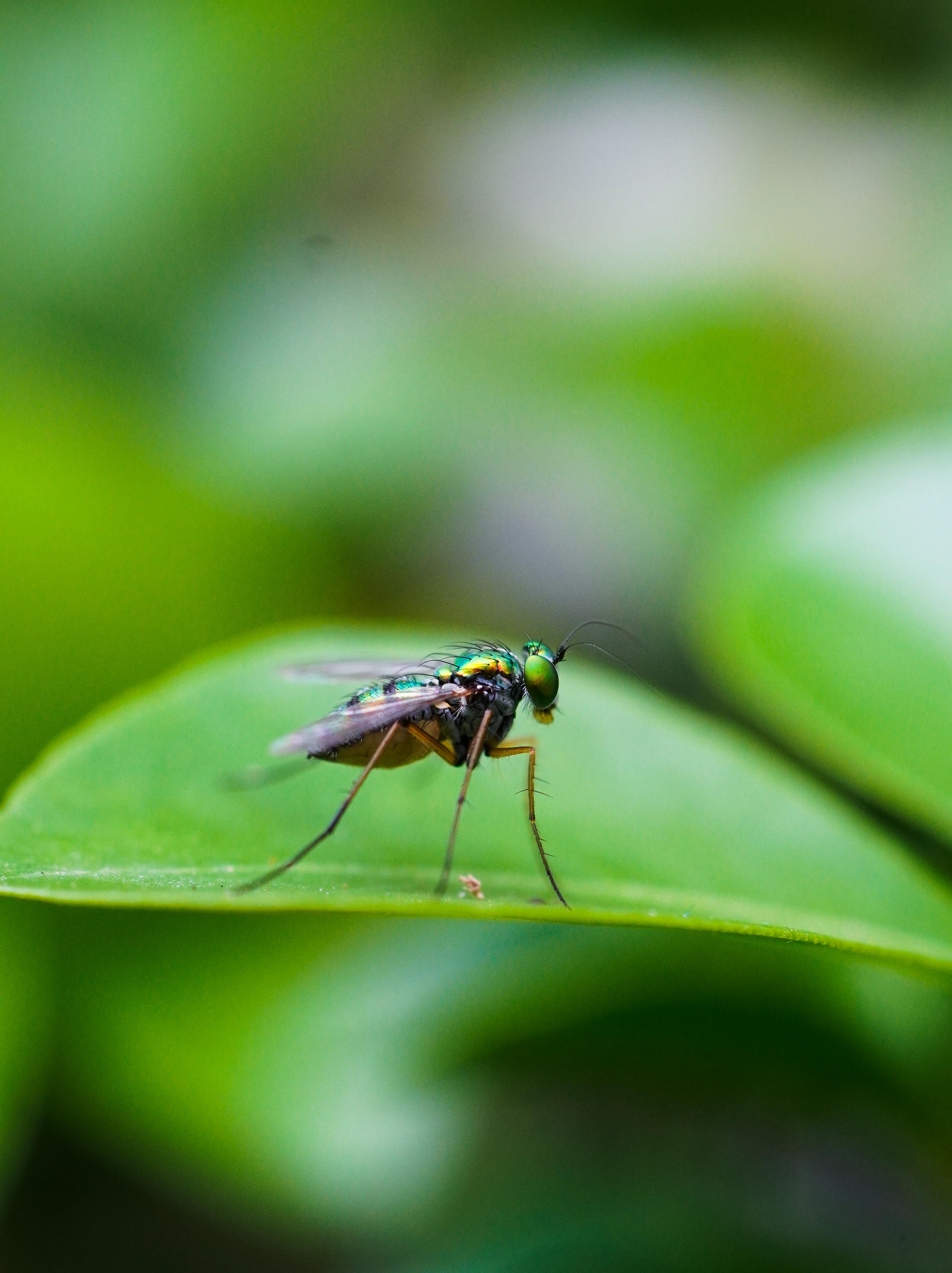 Wildlife Animals In Forest Photos, Download The BEST Free Wildlife ...