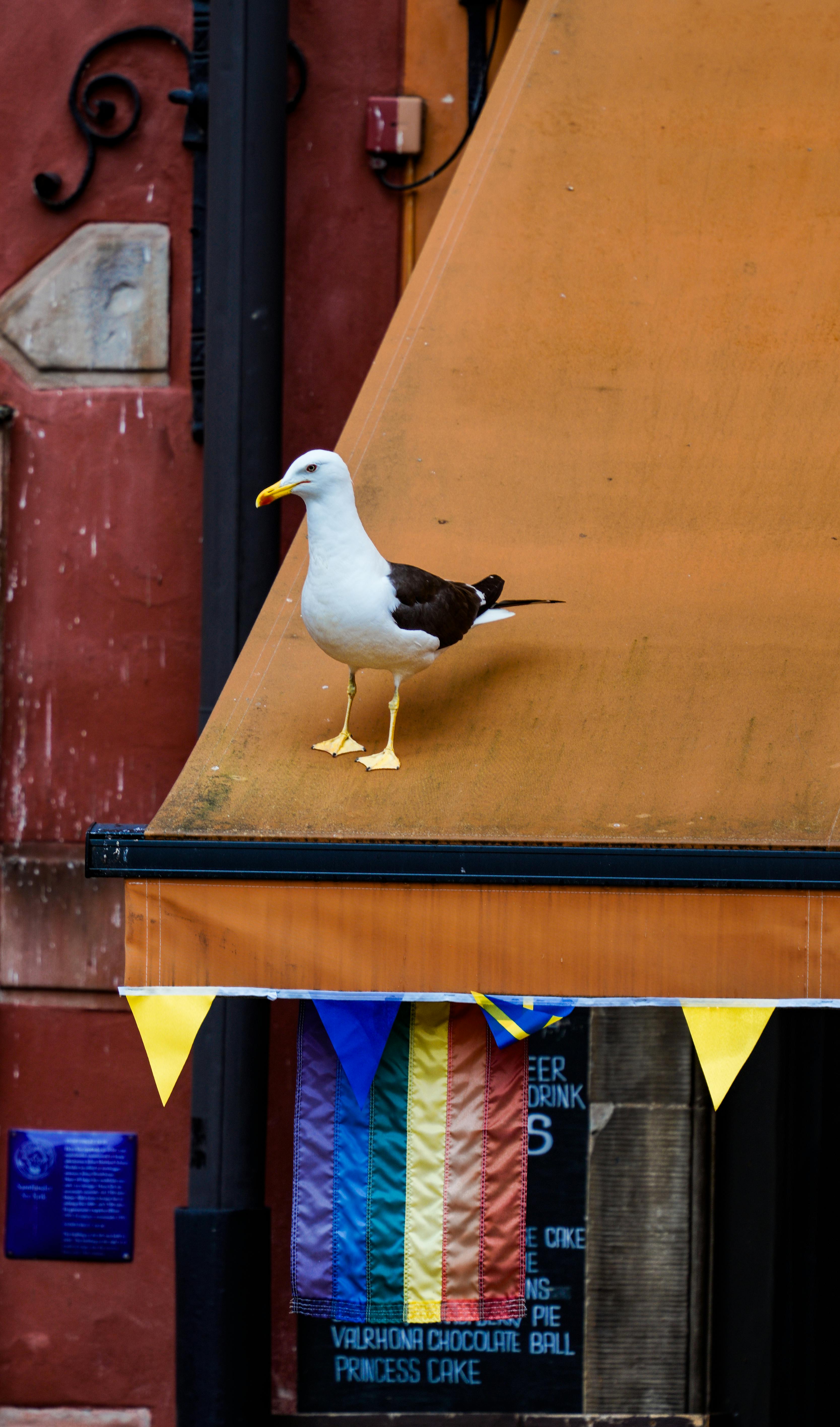 Seagull on Awning in Stockholm with Pride Flag · Free Stock Photo