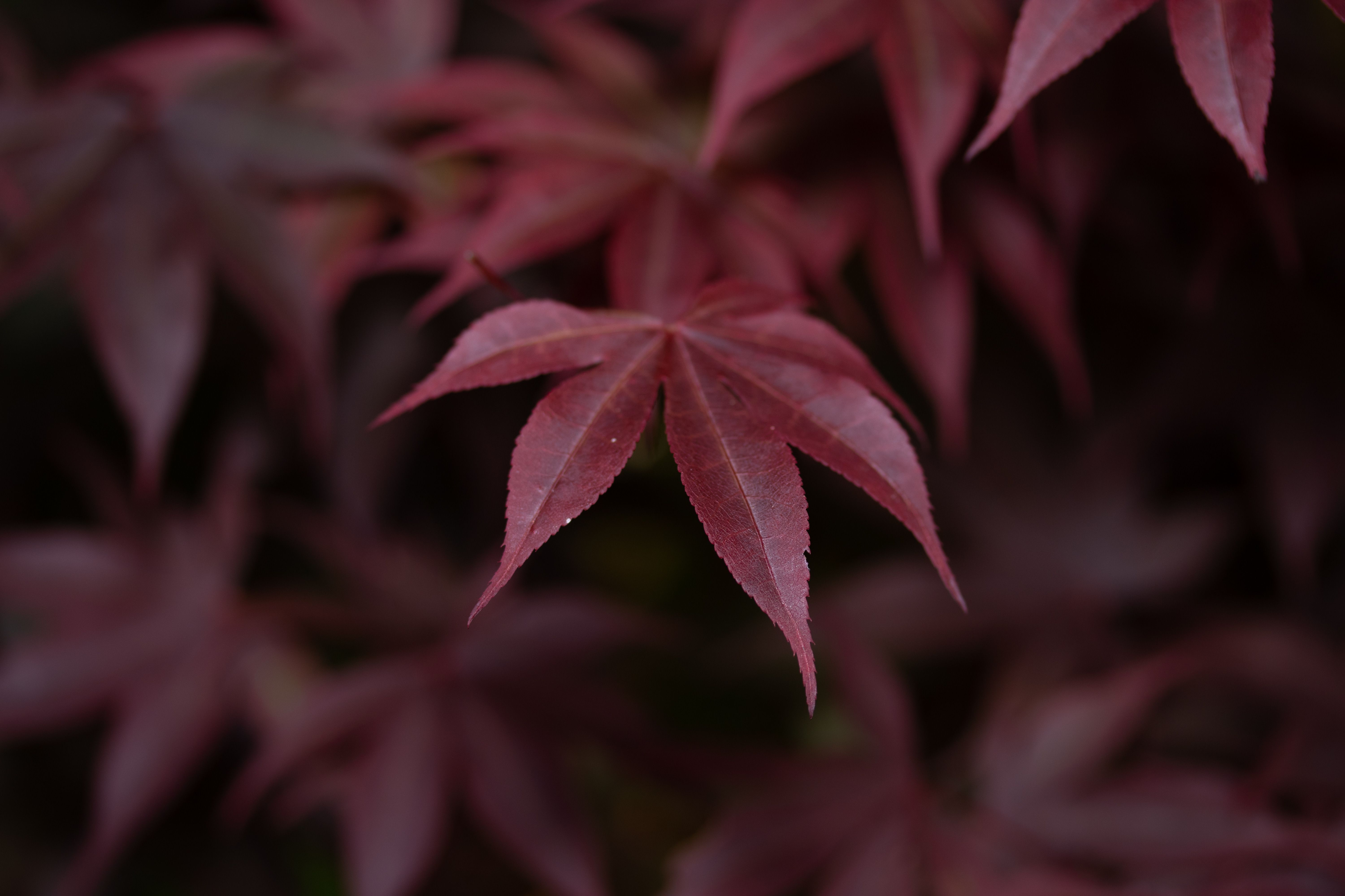 Colourful Leave Photos, Download The BEST Free Colourful Leave Stock ...