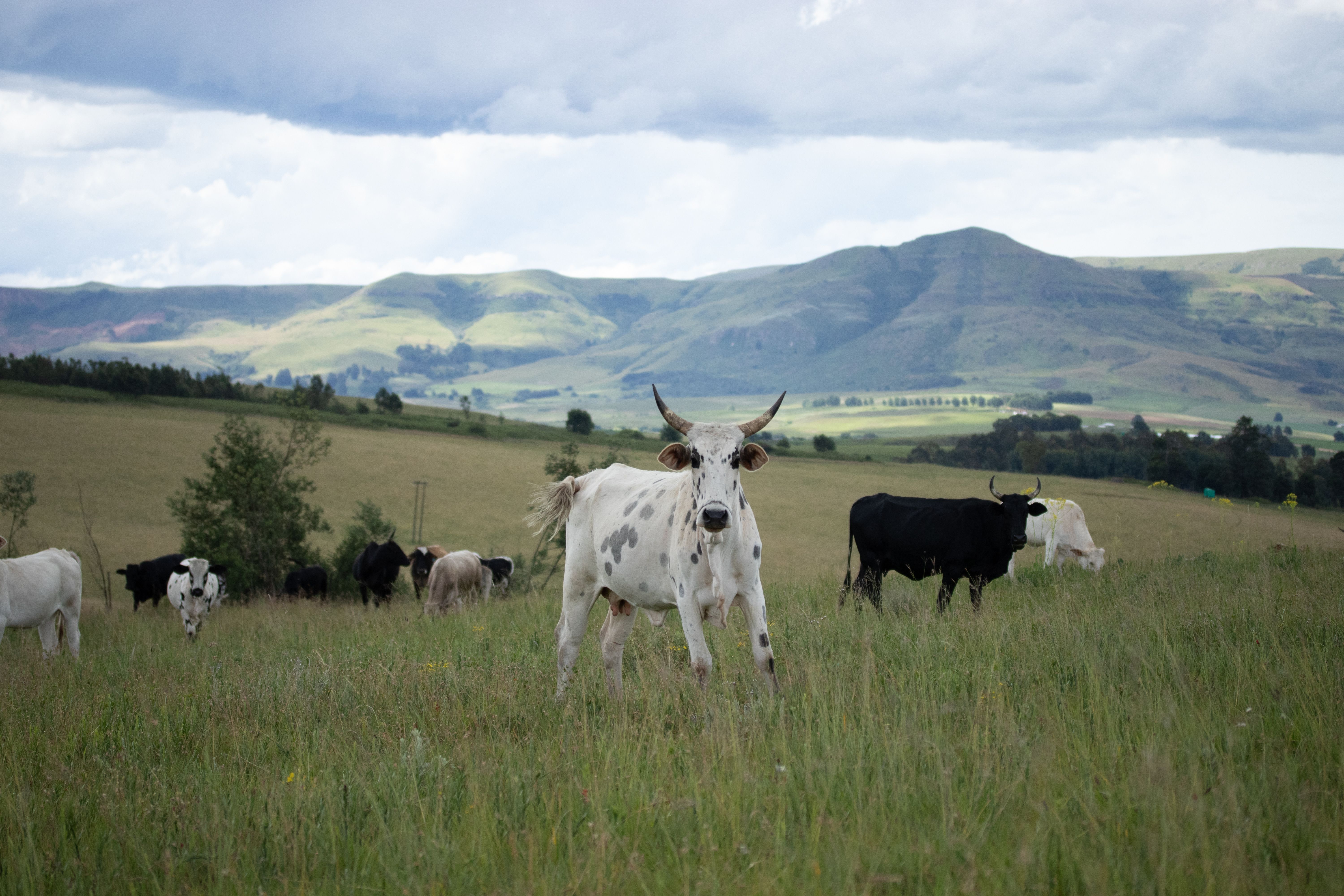 Nguni Cattle Grazing in Scenic KwaZulu-Natal Landscape · Free Stock Photo