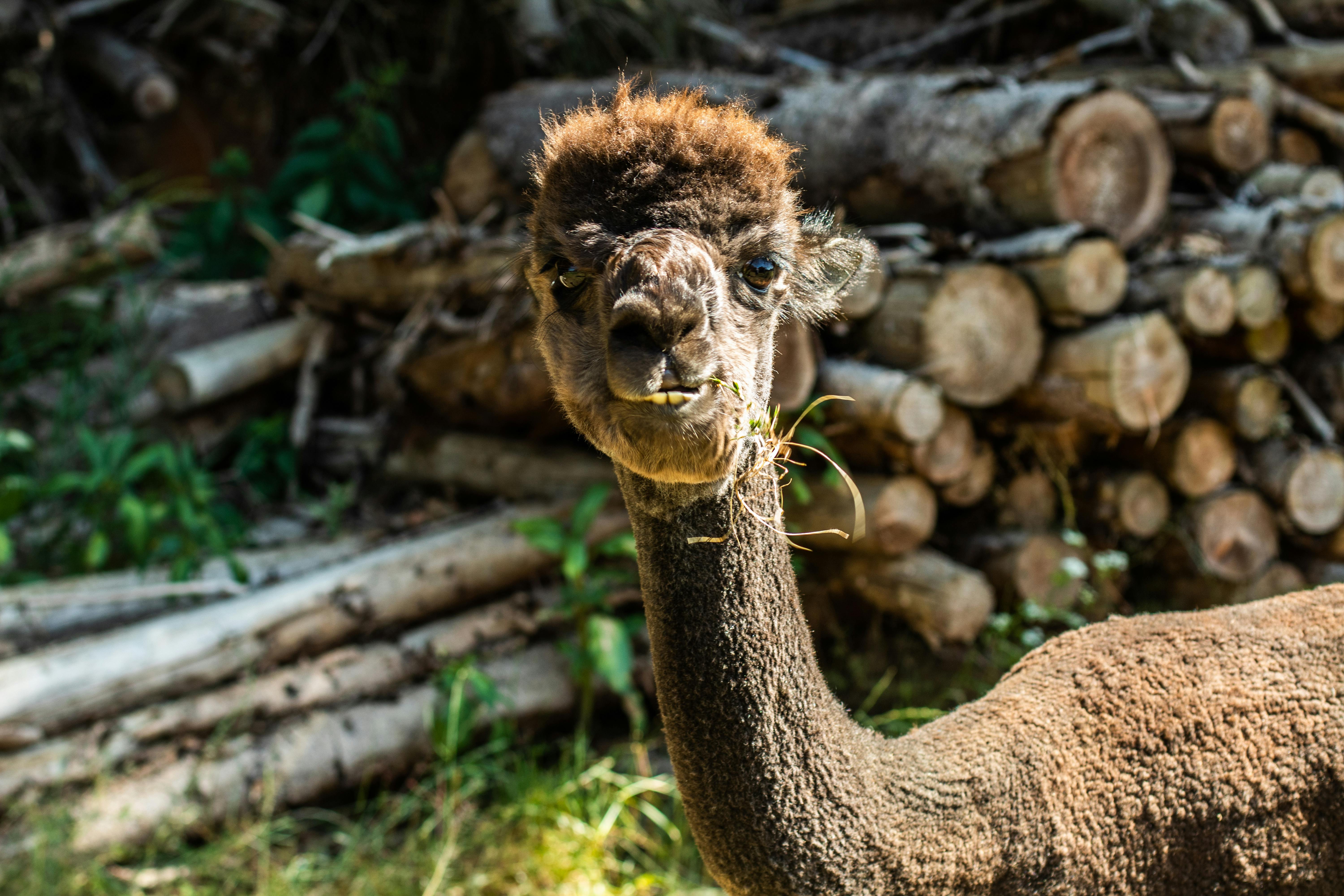 Livestock Inspection Photos, Download The BEST Free Livestock ...