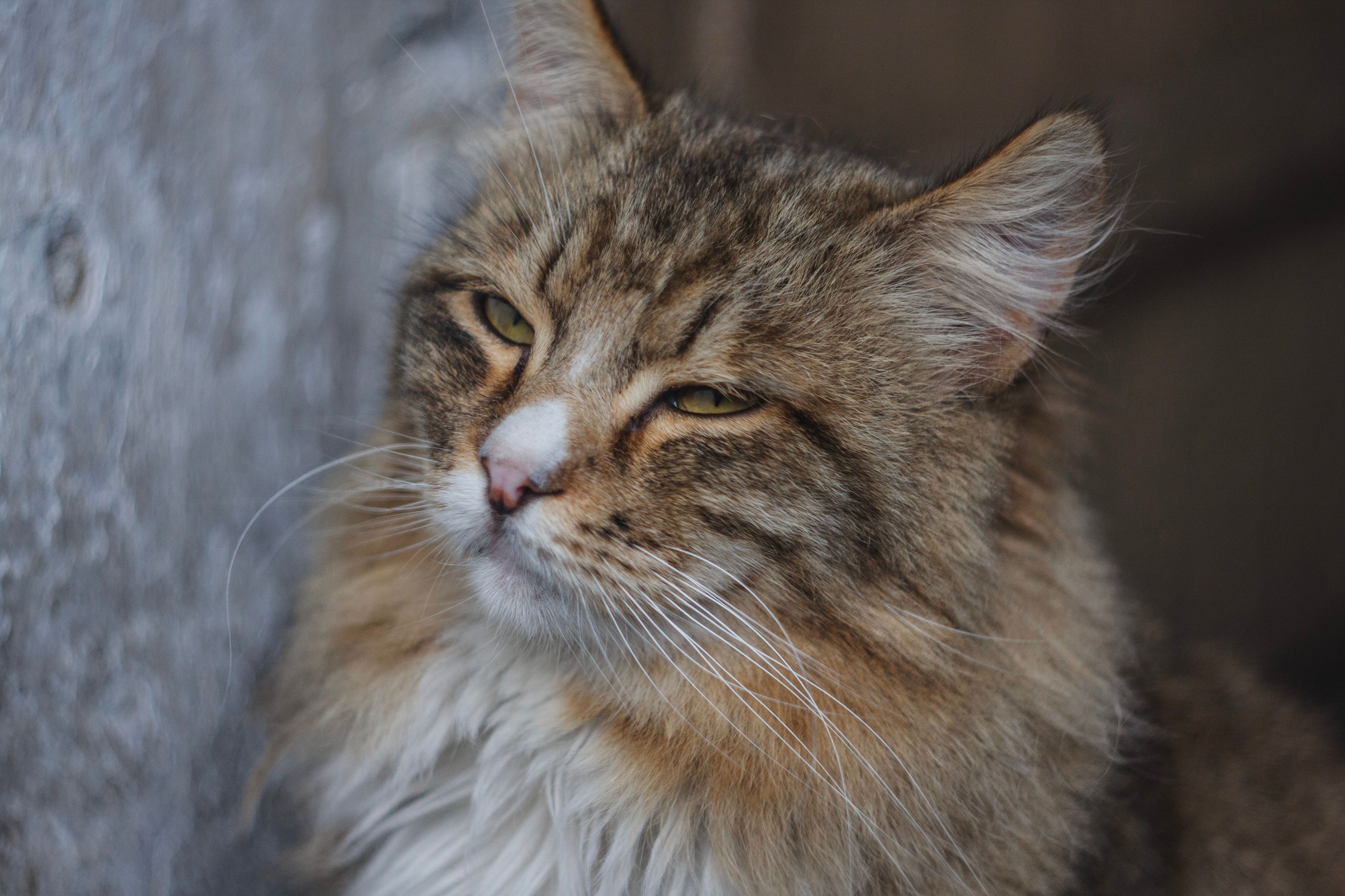 Cat Face Photos, Download The BEST Free Cat Face Stock Photos & HD Images