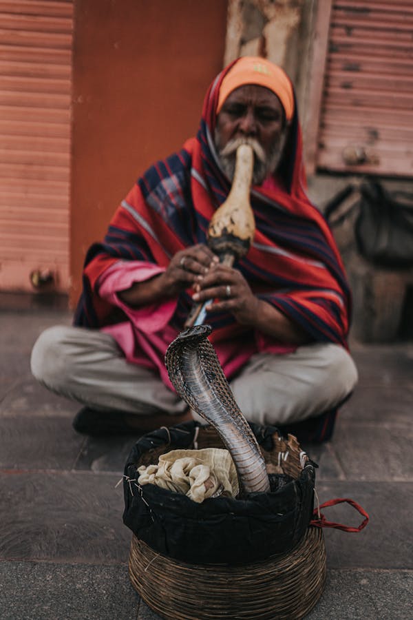 Snake Bite Photos, Download The BEST Free Snake Bite Stock Photos & HD ...