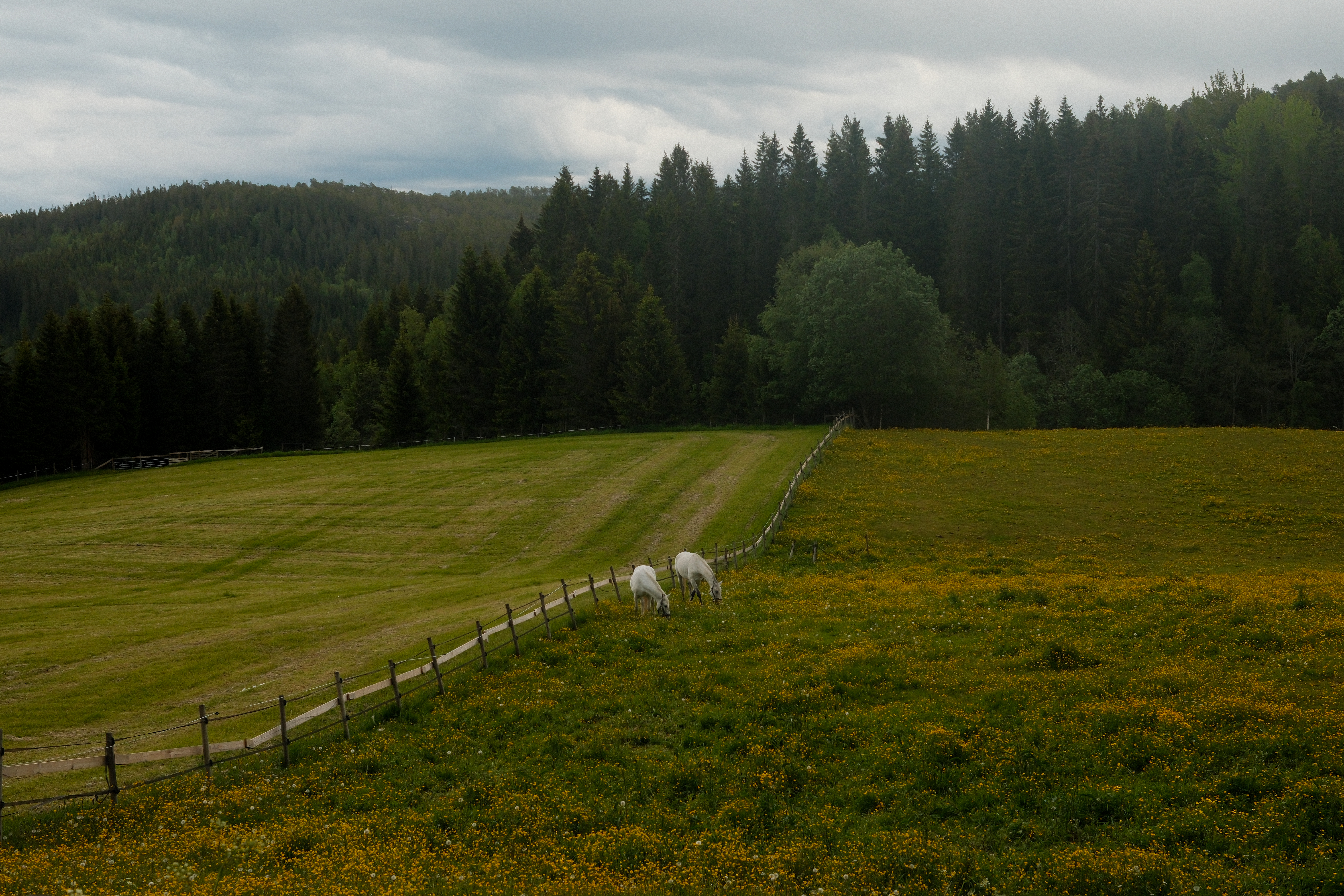 Scenic Pasture Landscape with Grazing Horses · Free Stock Photo
