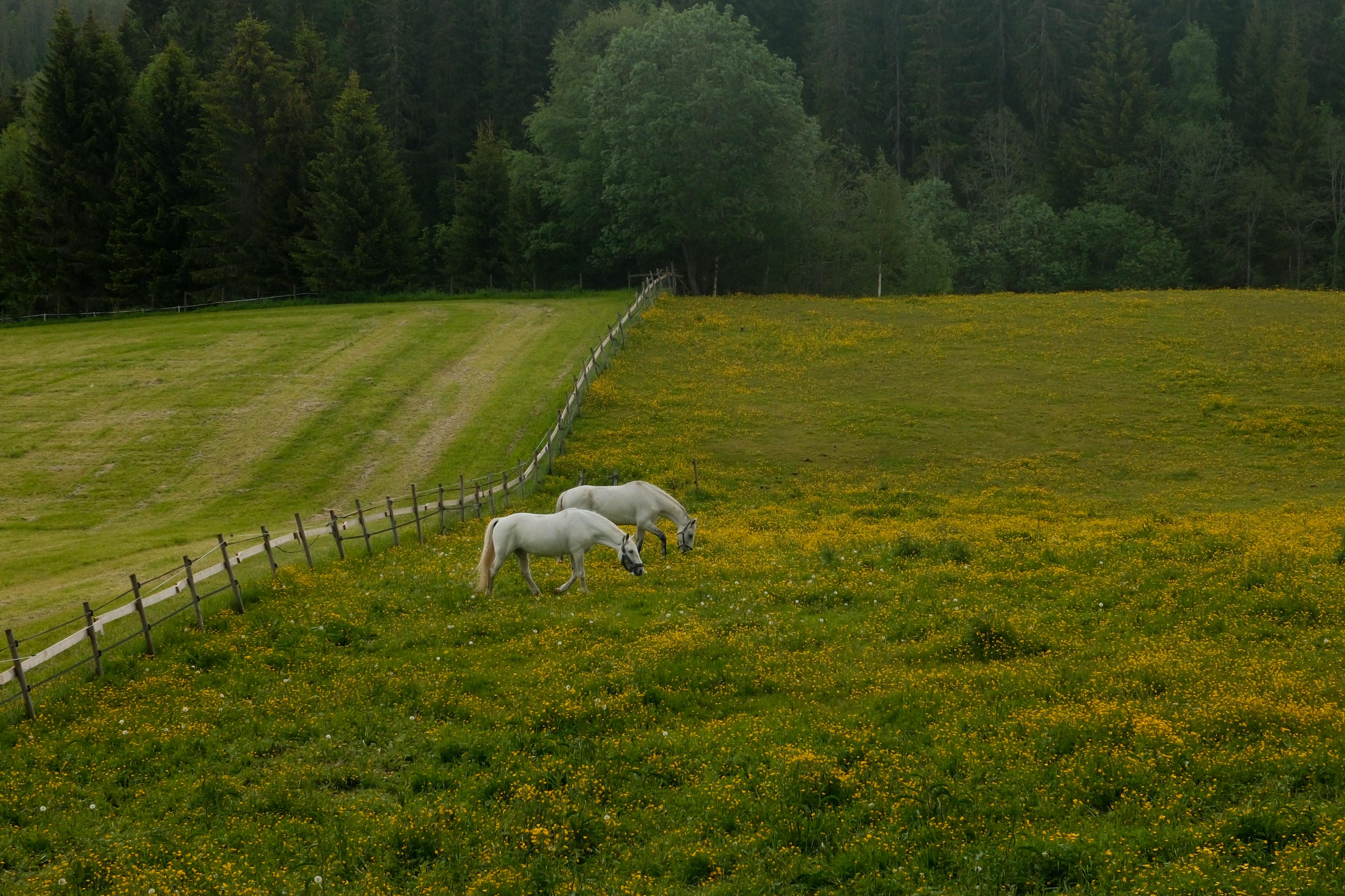 Wildlife Animals In Forest Photos, Download The BEST Free Wildlife ...