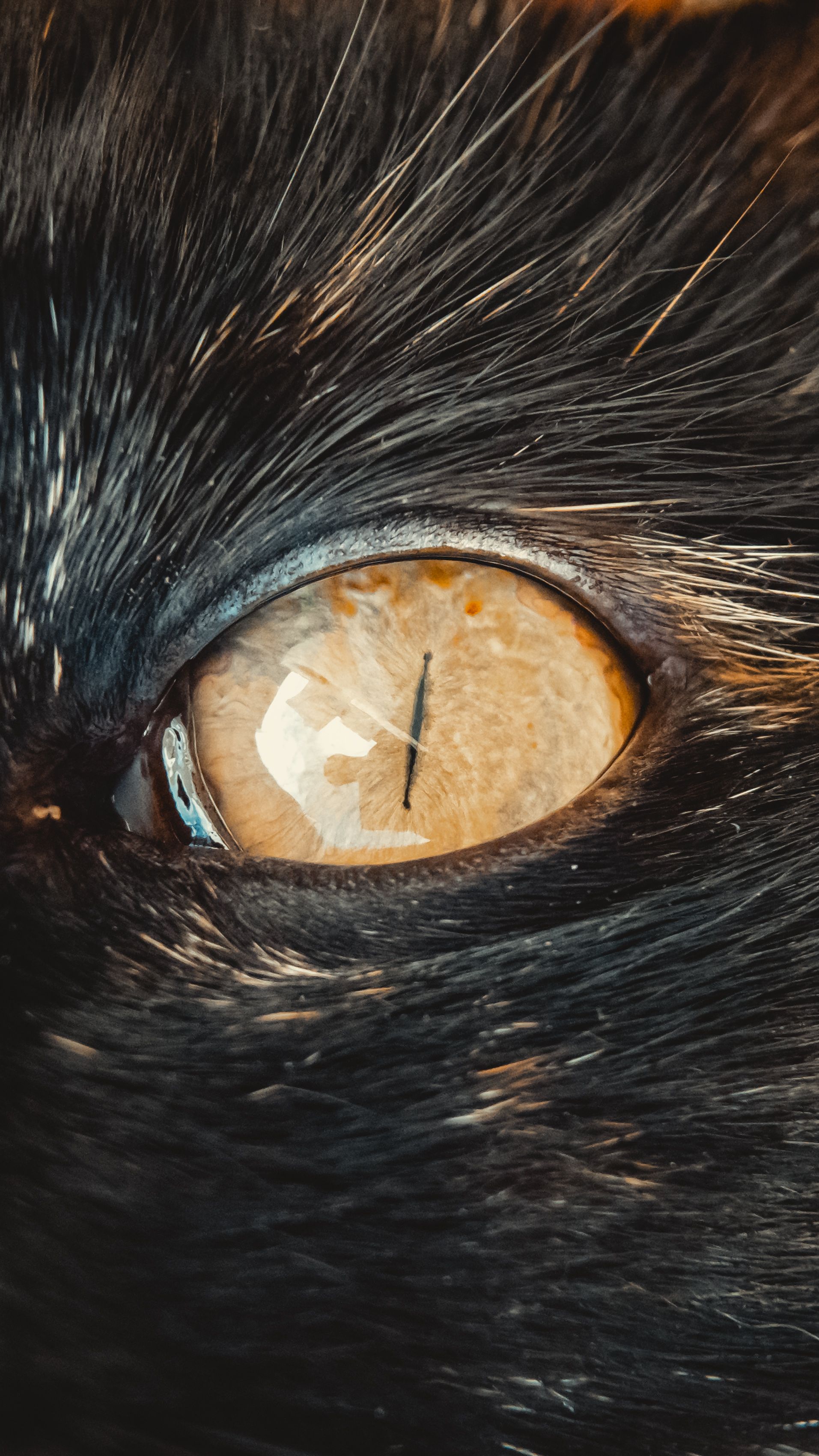 Cat Eye Gemstone Photos, Download The BEST Free Cat Eye Gemstone Stock ...