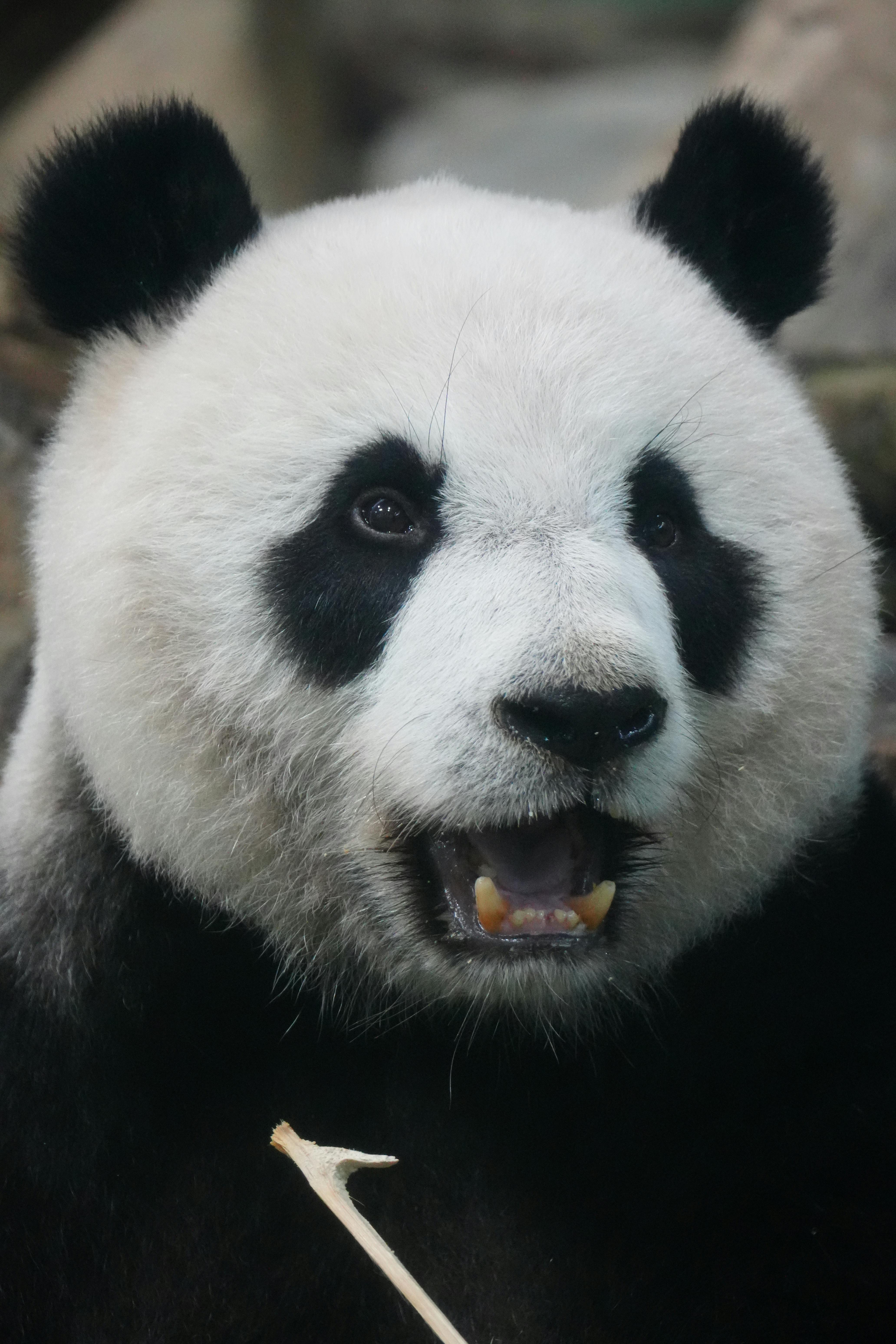 Close-Up of Giant Panda with Open Mouth · Free Stock Photo