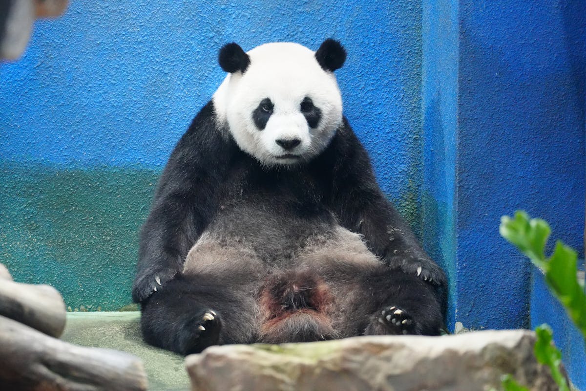 Panda Face Photos, Download The BEST Free Panda Face Stock Photos & HD ...