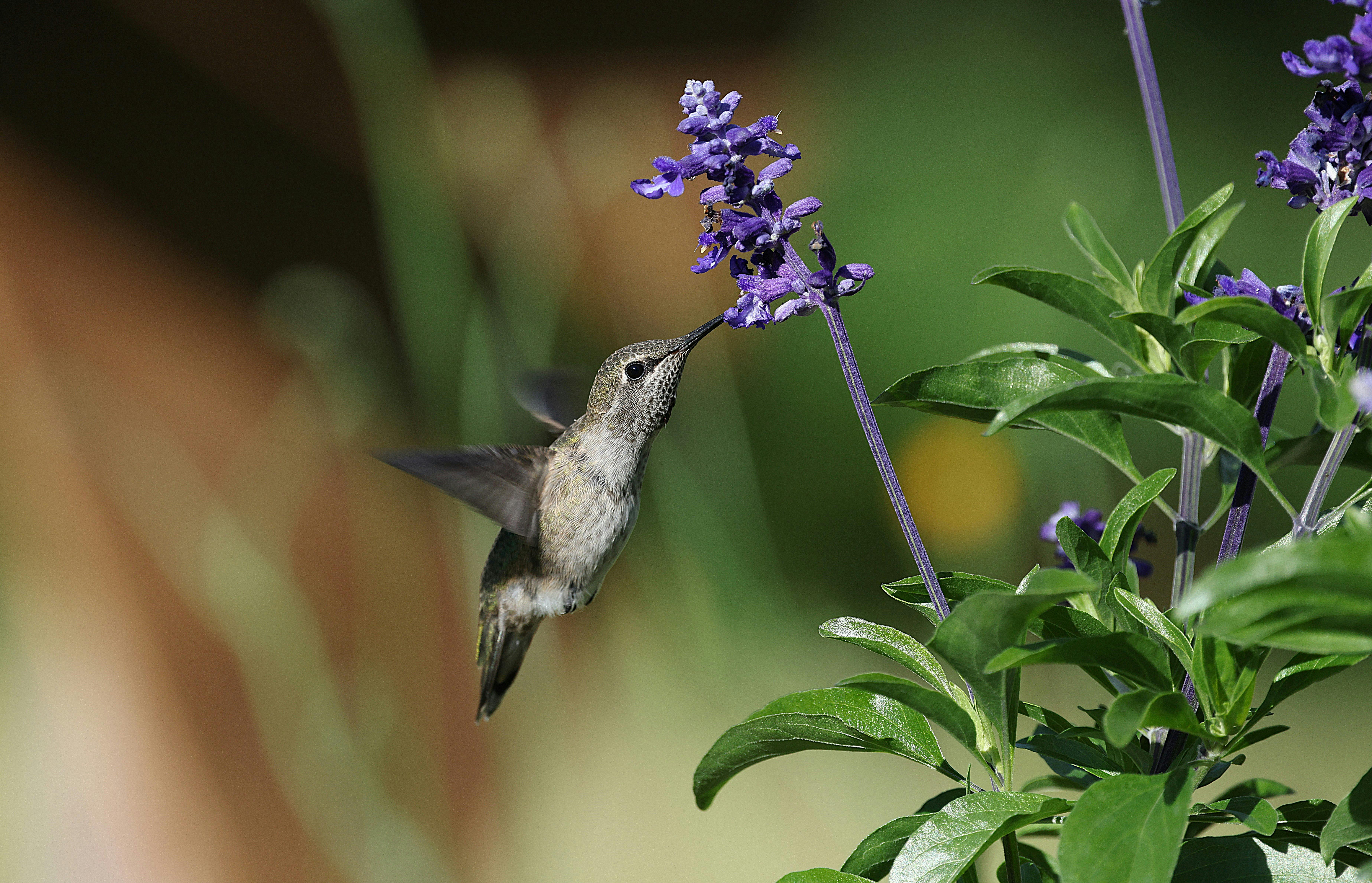 Be Hummingbird Photos, Download The BEST Free Be Hummingbird Stock ...