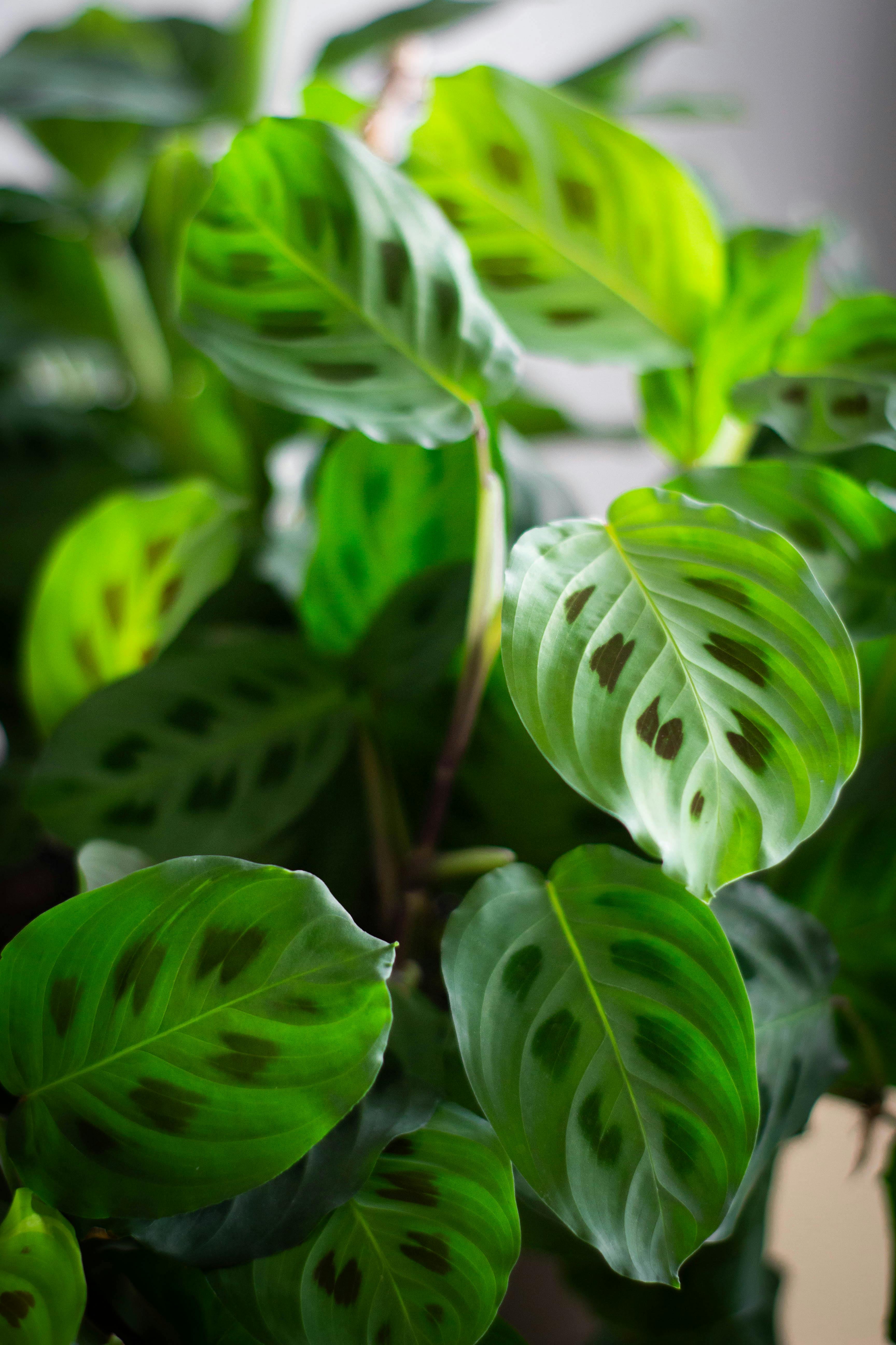 Vivid Green Maranta Leaves with Unique Patterns · Free Stock Photo