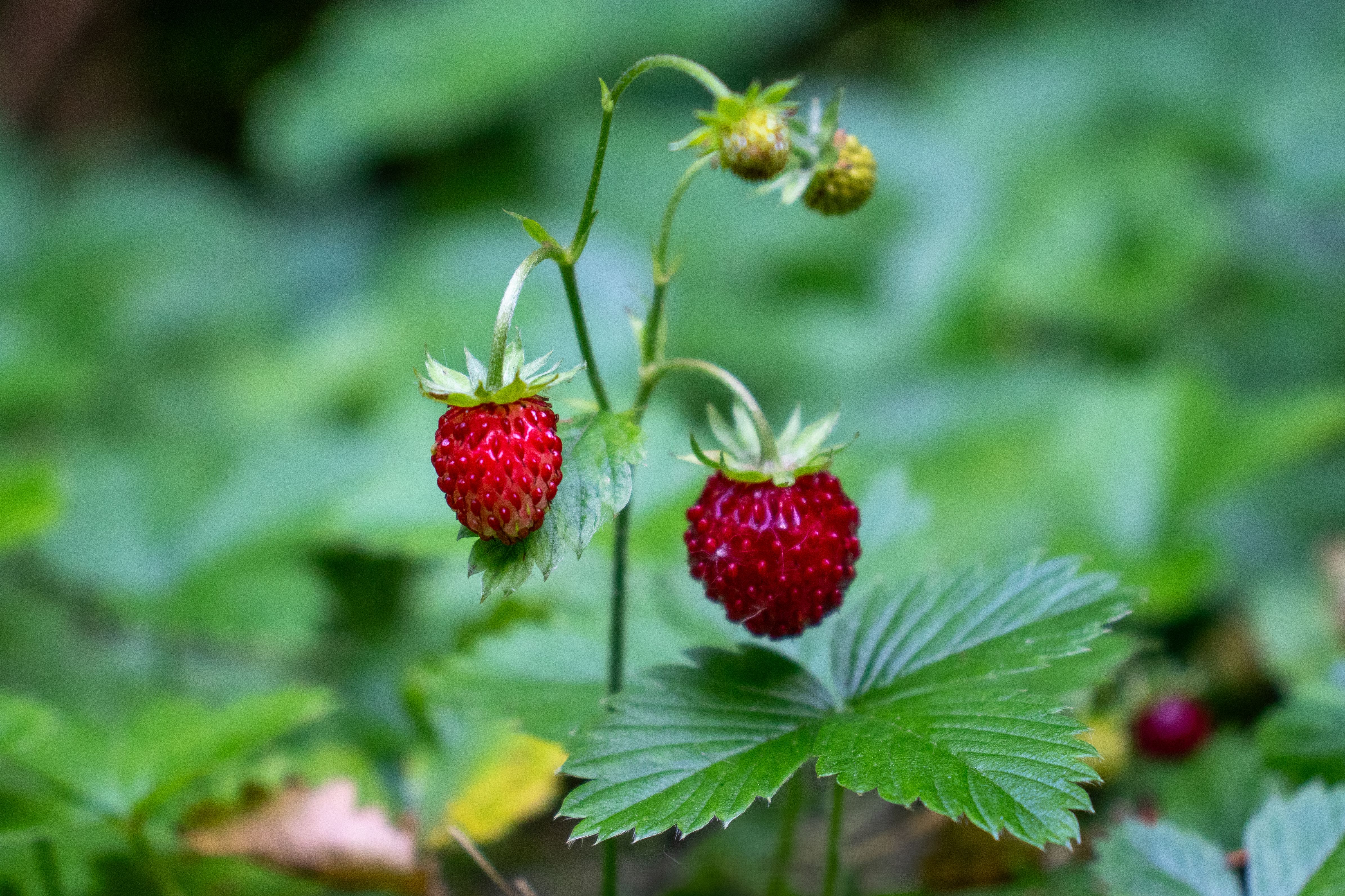 Wild Strawberries in Bochum Forest Close-Up · Free Stock Photo
