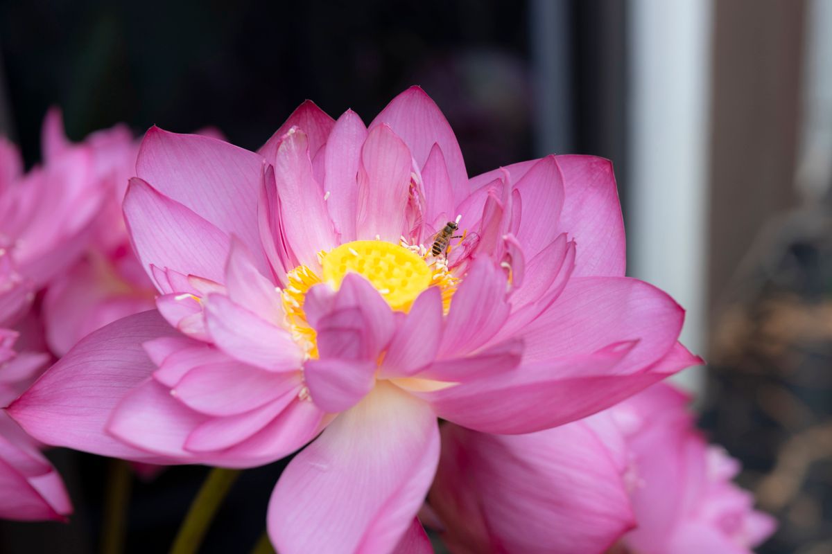 Bakul Flower Photos, Download The BEST Free Bakul Flower Stock Photos ...