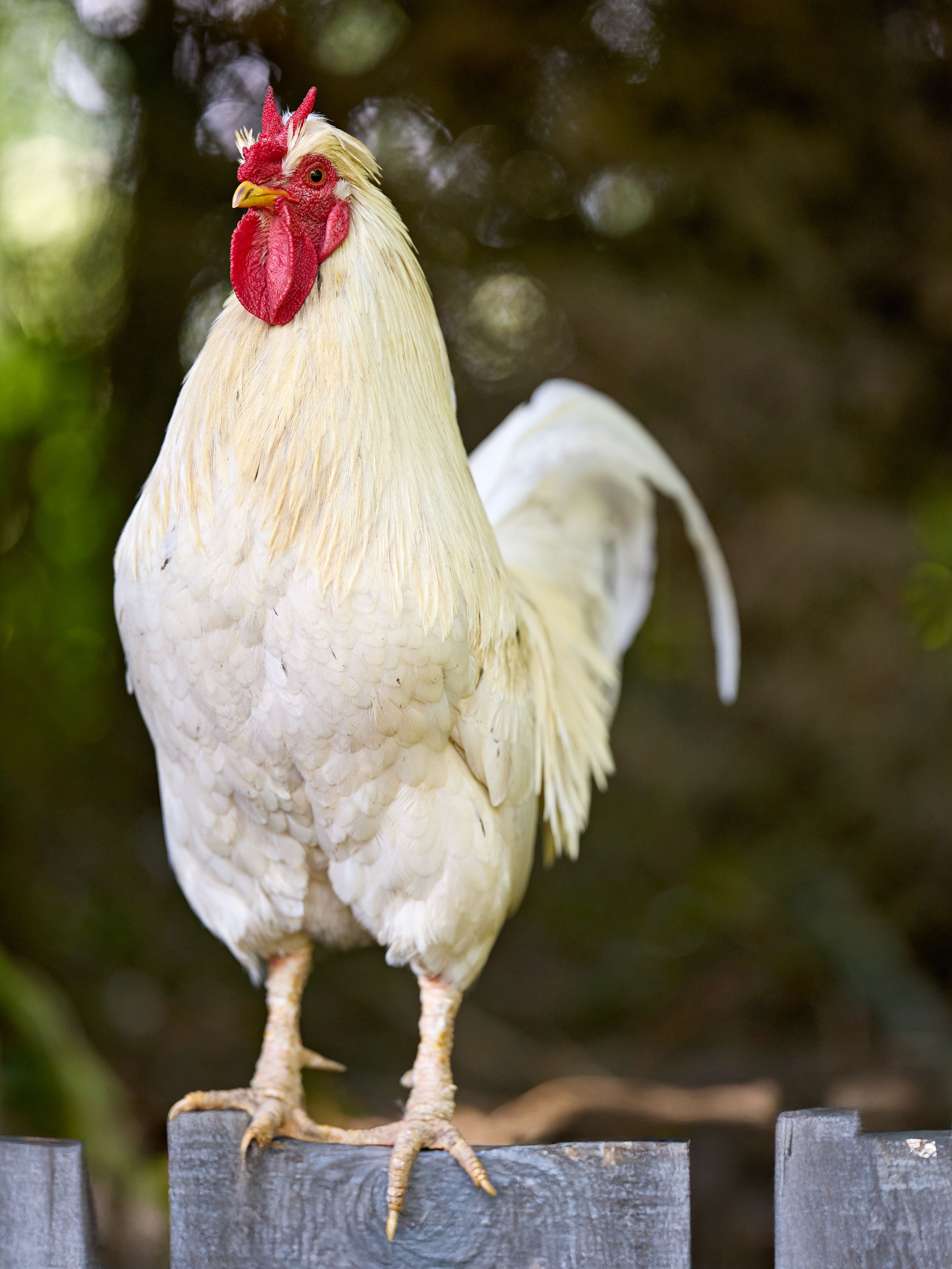 White Cut Chicken Photos, Download The BEST Free White Cut Chicken ...