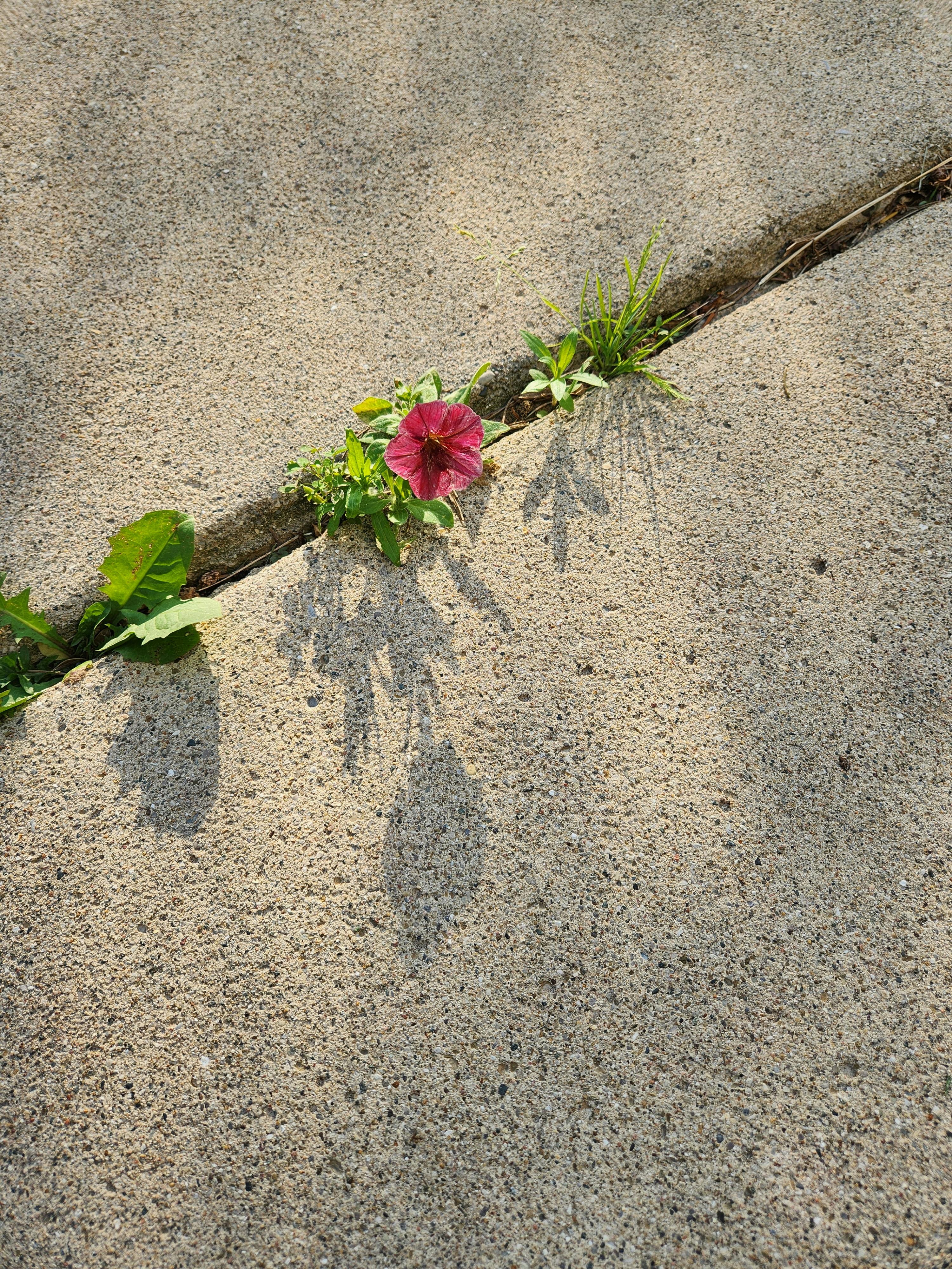 Uccello Persistence Photos, Download The BEST Free Uccello Persistence ...