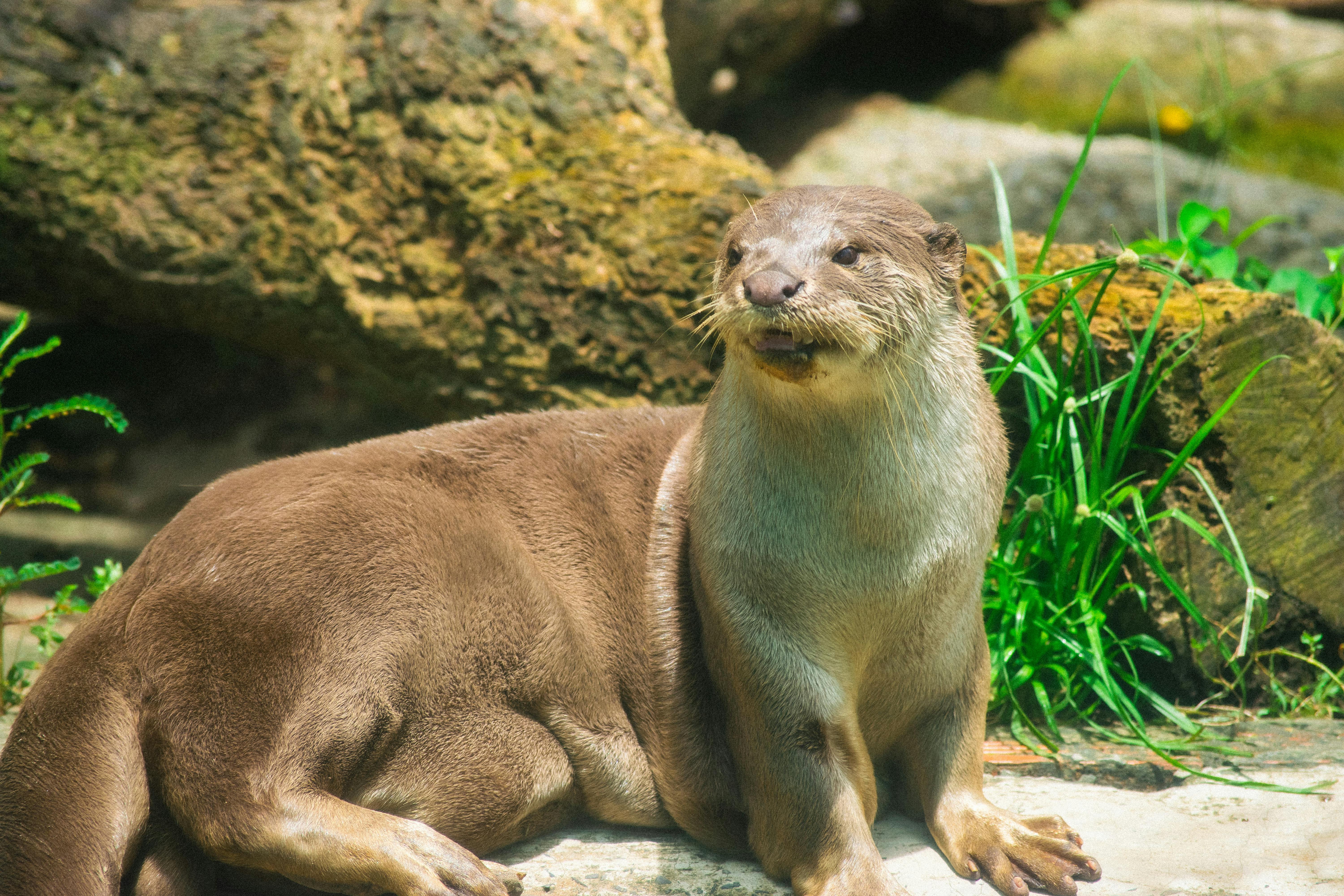 Rock Oren Photos, Download The BEST Free Rock Oren Stock Photos & HD Images