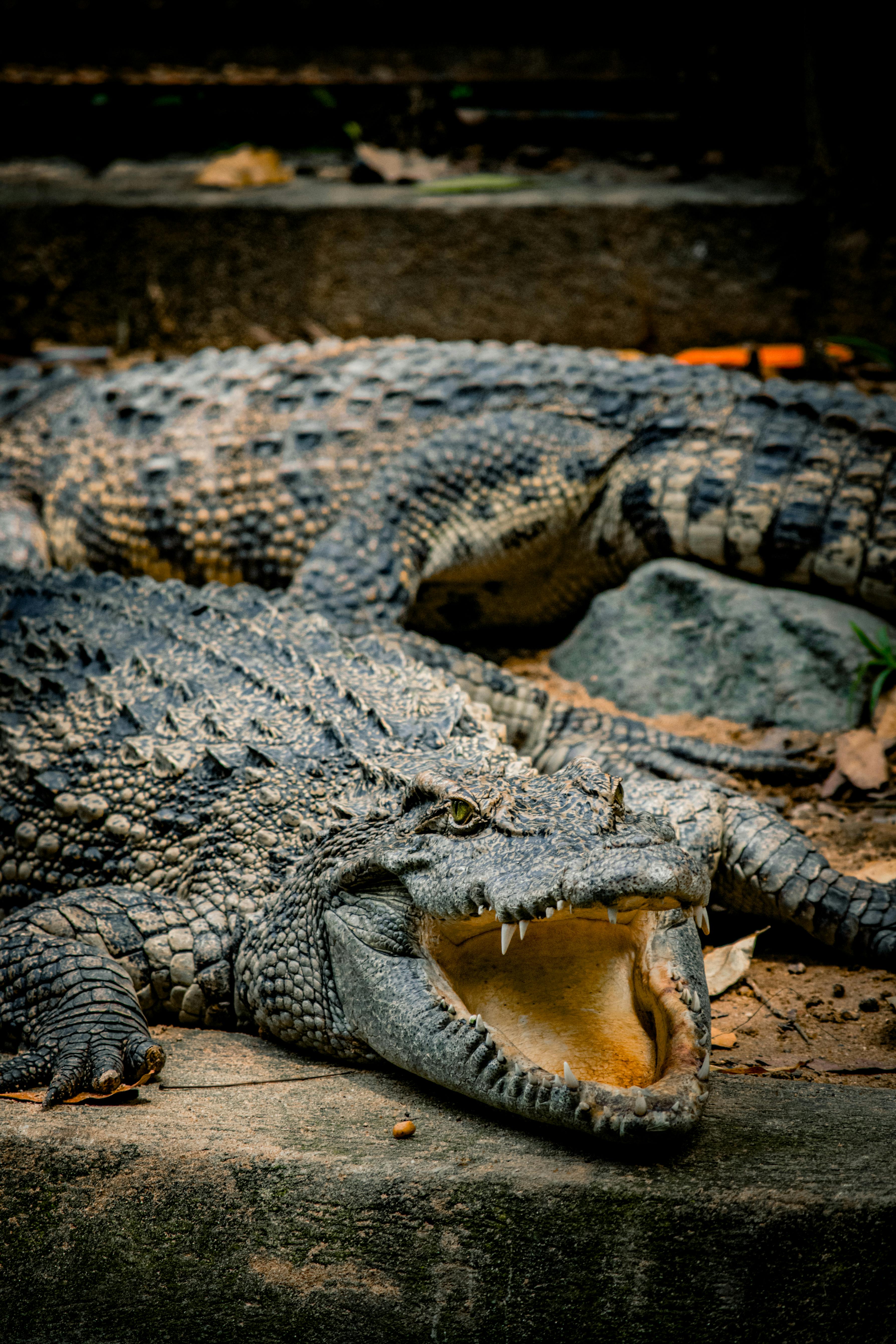 Bombardino Crocodile Photos, Download The BEST Free Bombardino ...