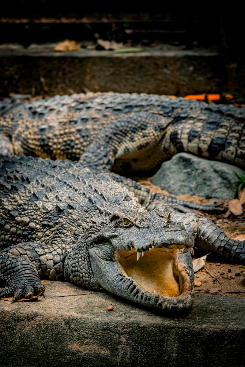 Bombardino Crocodile Photos, Download The BEST Free Bombardino ...