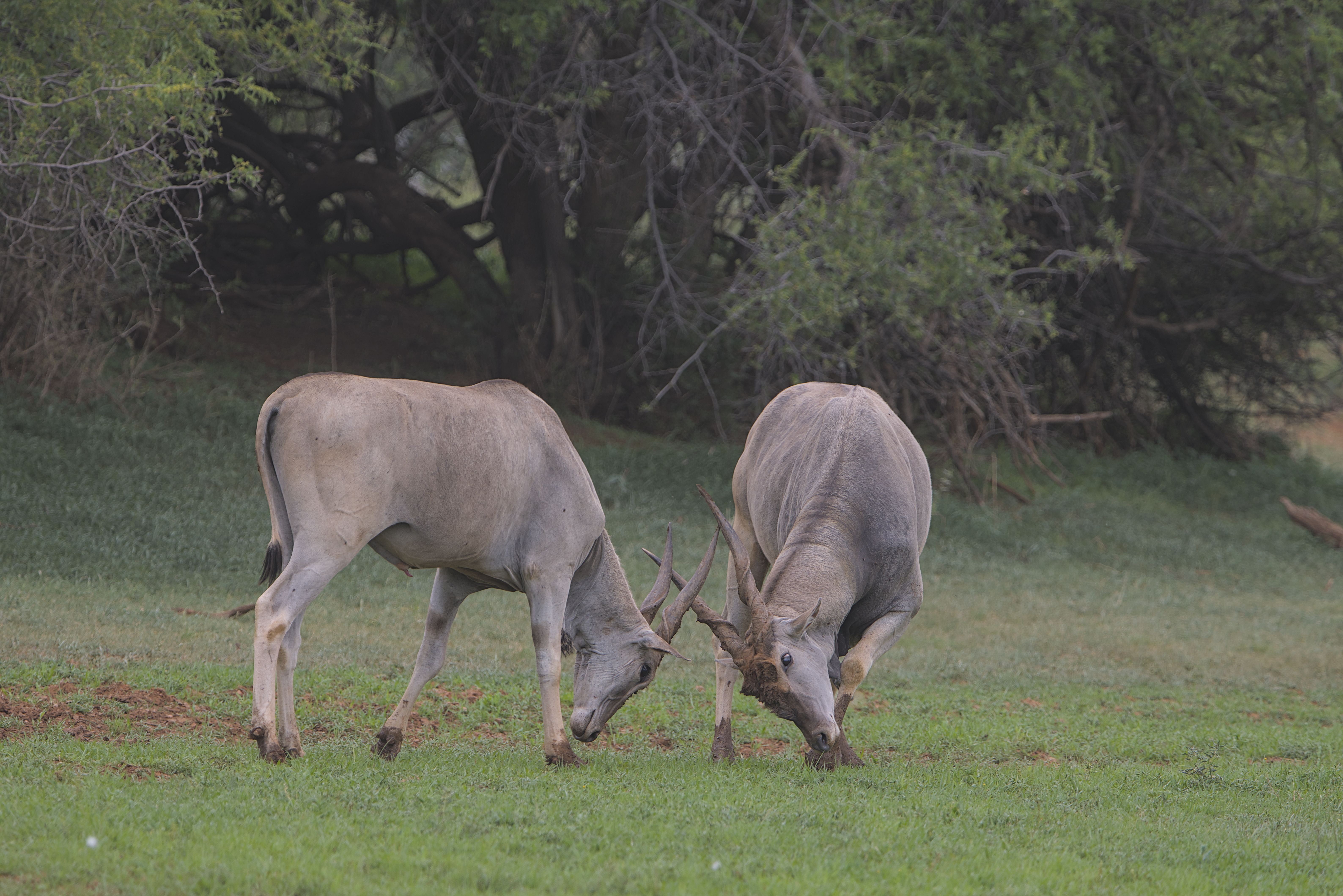 Two Elands Sparring in Mokala National Park · Free Stock Photo