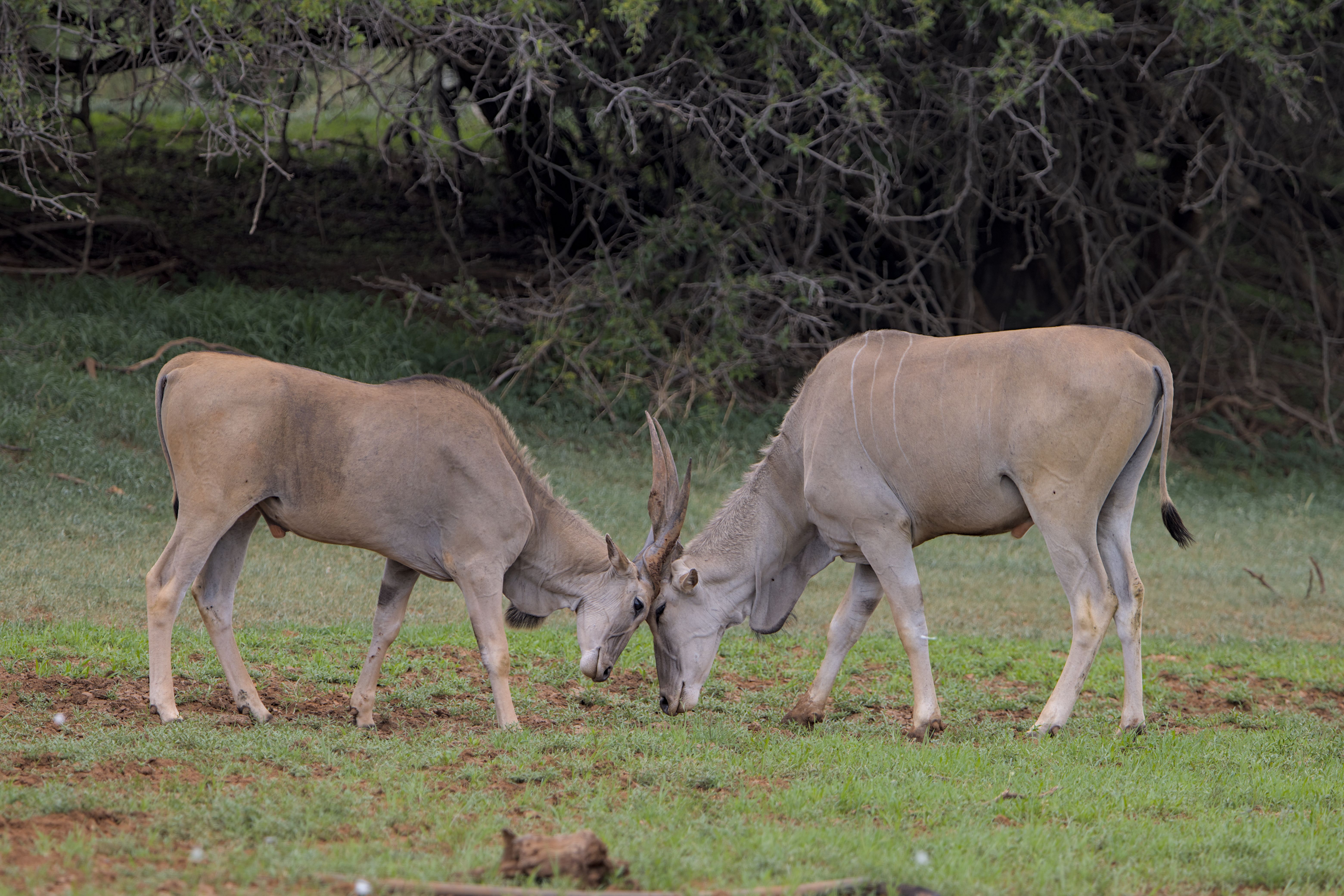 Eland Antelopes Grazing in Mokala National Park · Free Stock Photo