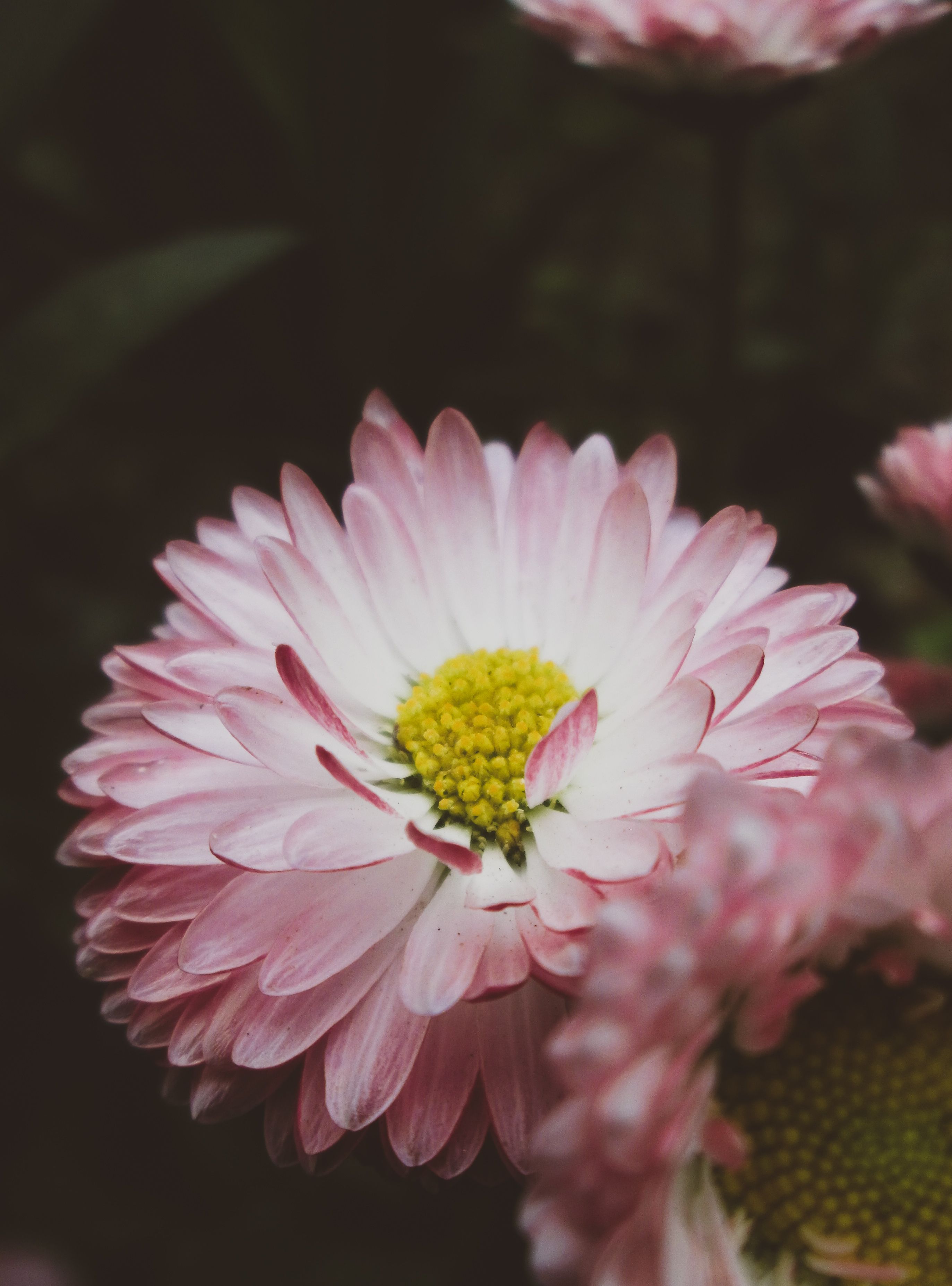 April Flowers Photos, Download The BEST Free April Flowers Stock Photos ...