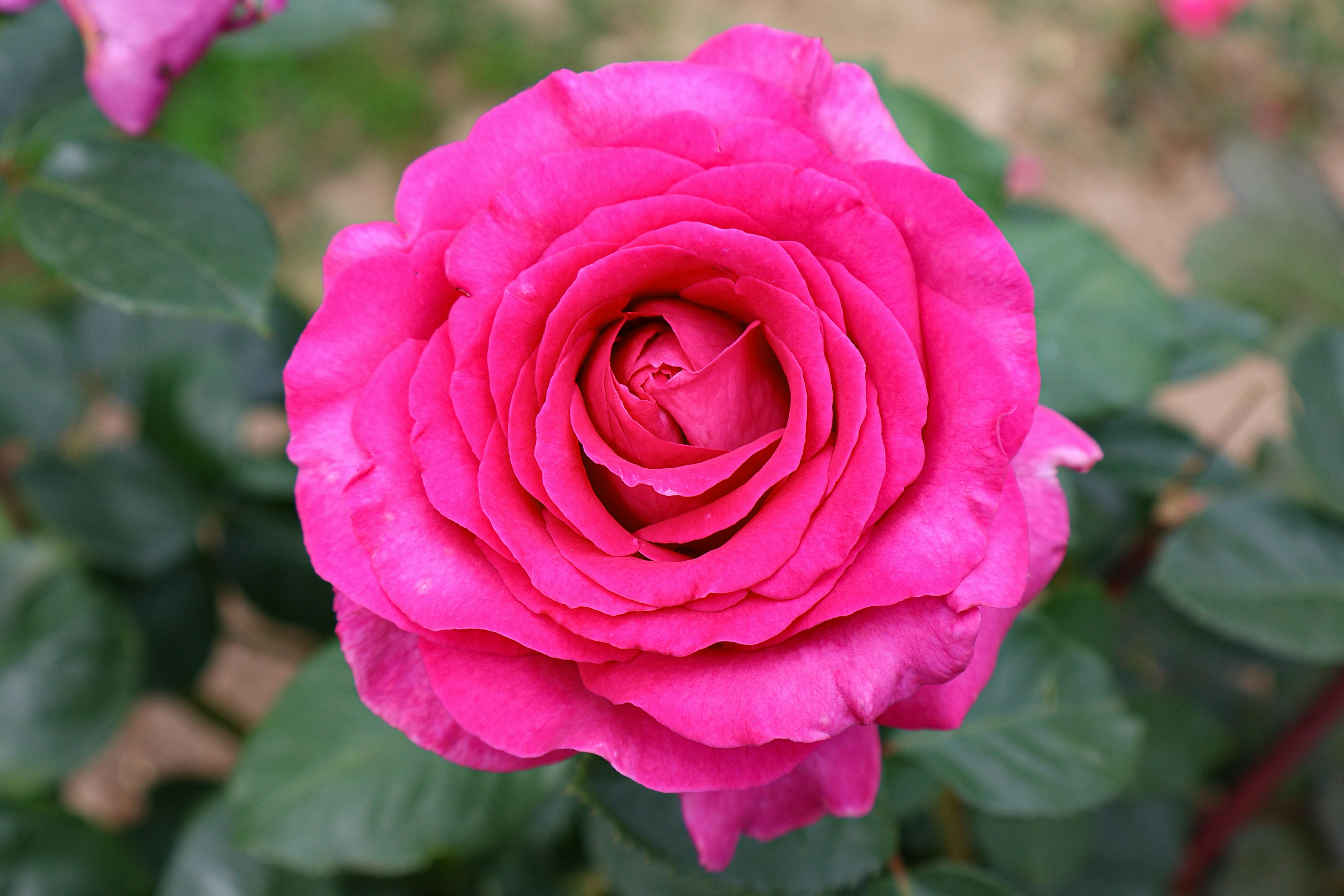 741.368+ Fotos y Imágenes de Color rosa Gratis · Banco de Fotos Gratis