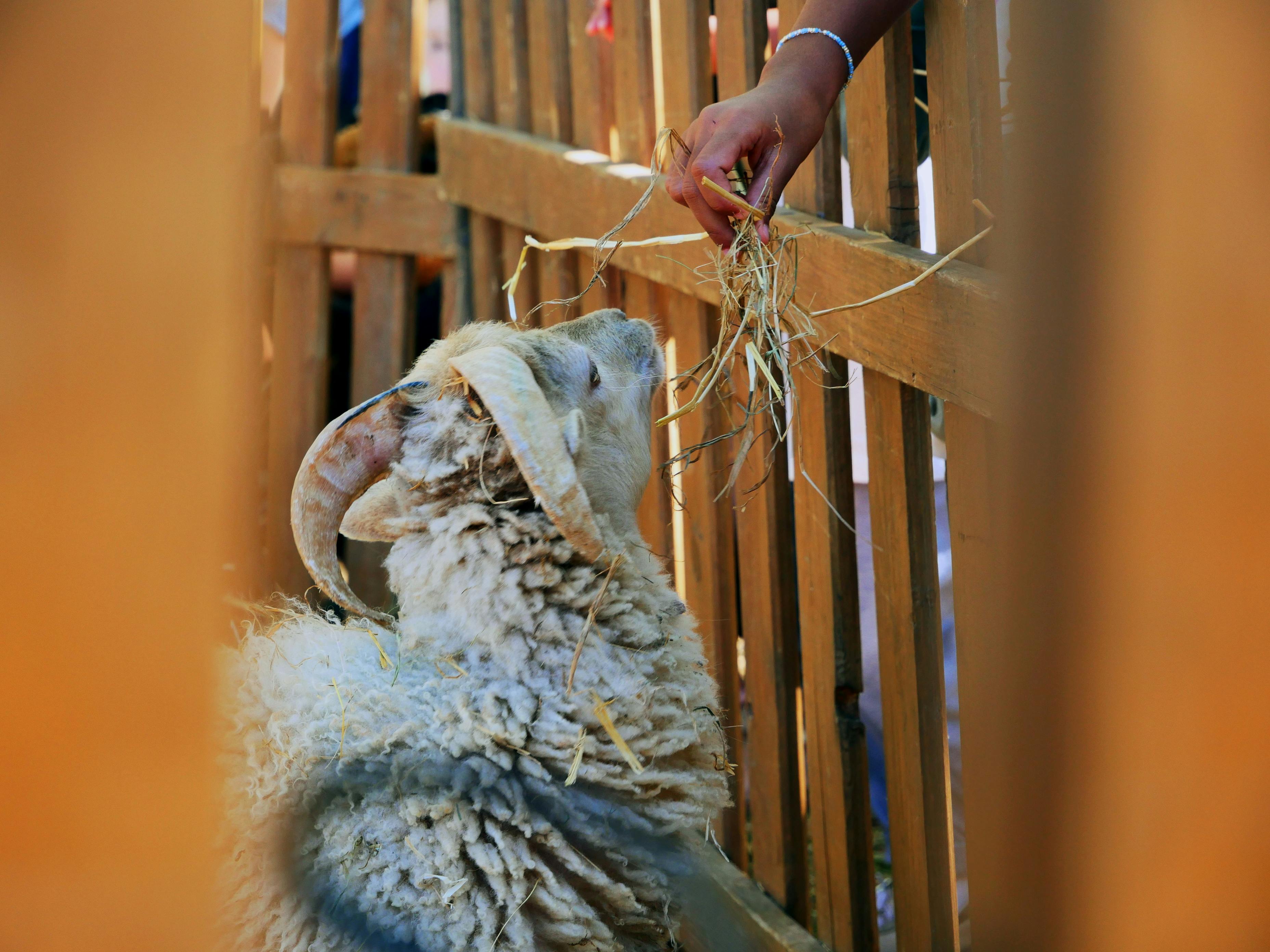 En İyi 200+ Yarak Fotoğrafı · Tamamen Ücretsiz İndirin · Pexels Stok ...