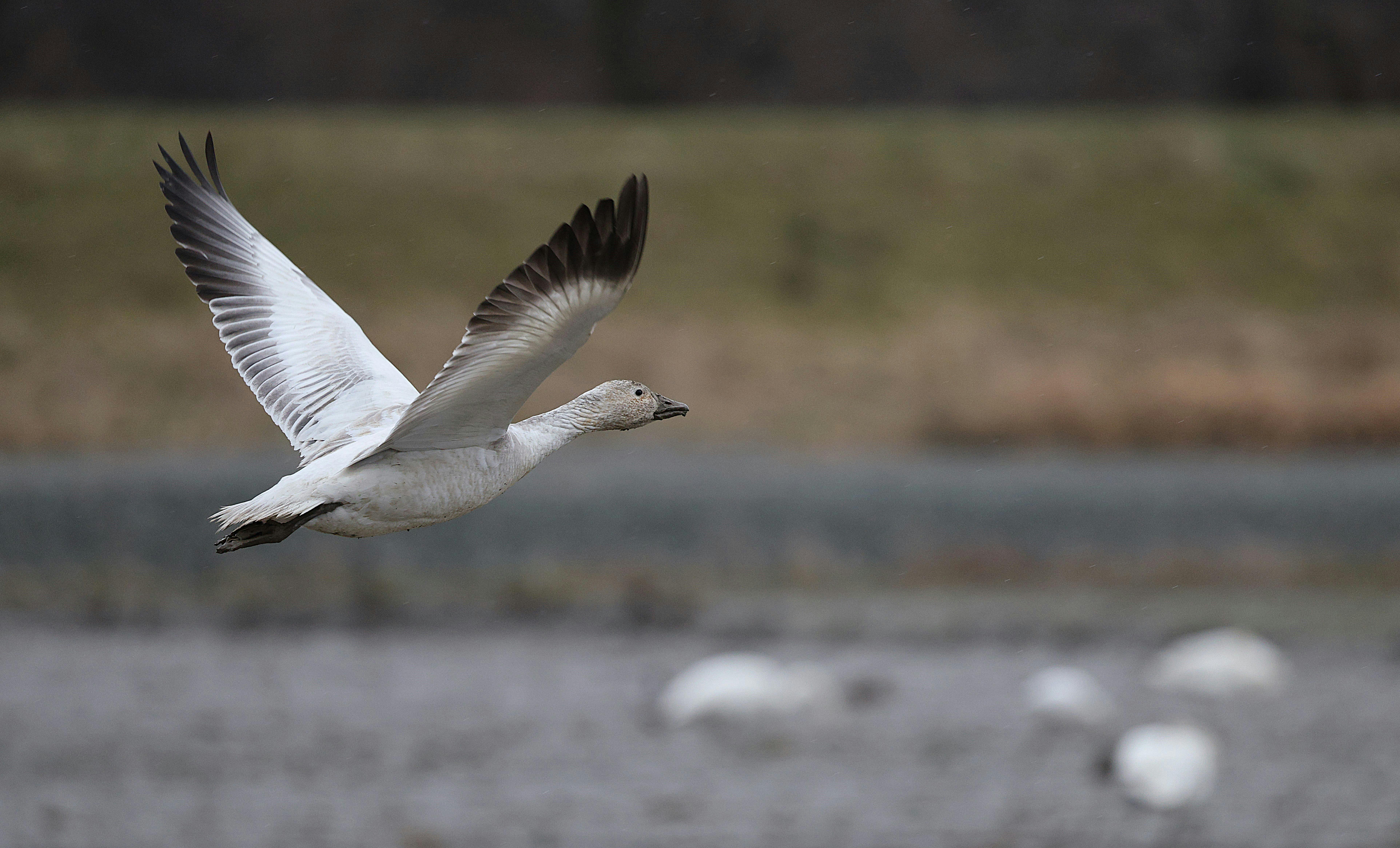 Wild Birds Flying Photos, Download The BEST Free Wild Birds Flying ...