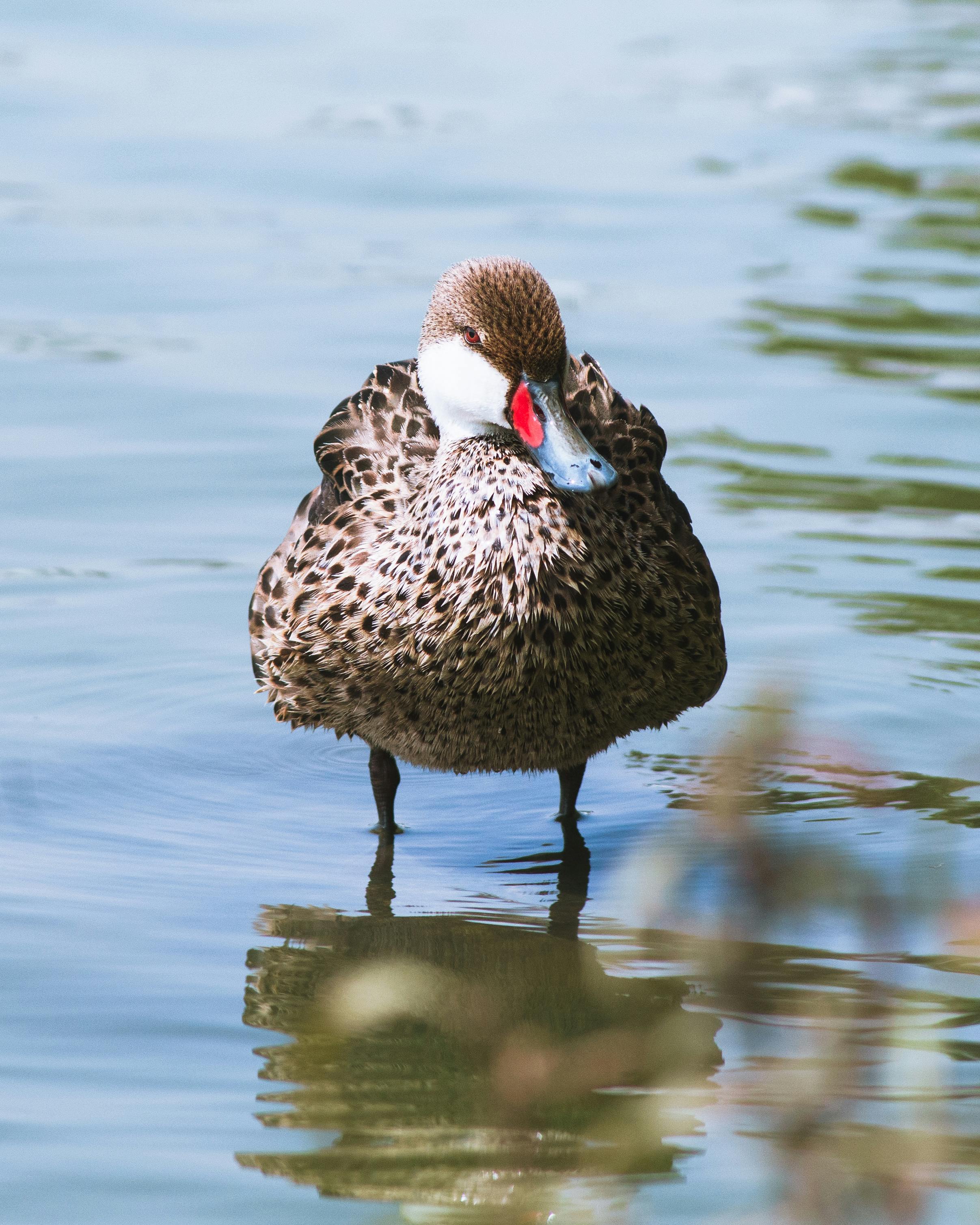 Beautiful Spot-billed Duck in Peruvian Waters · Free Stock Photo