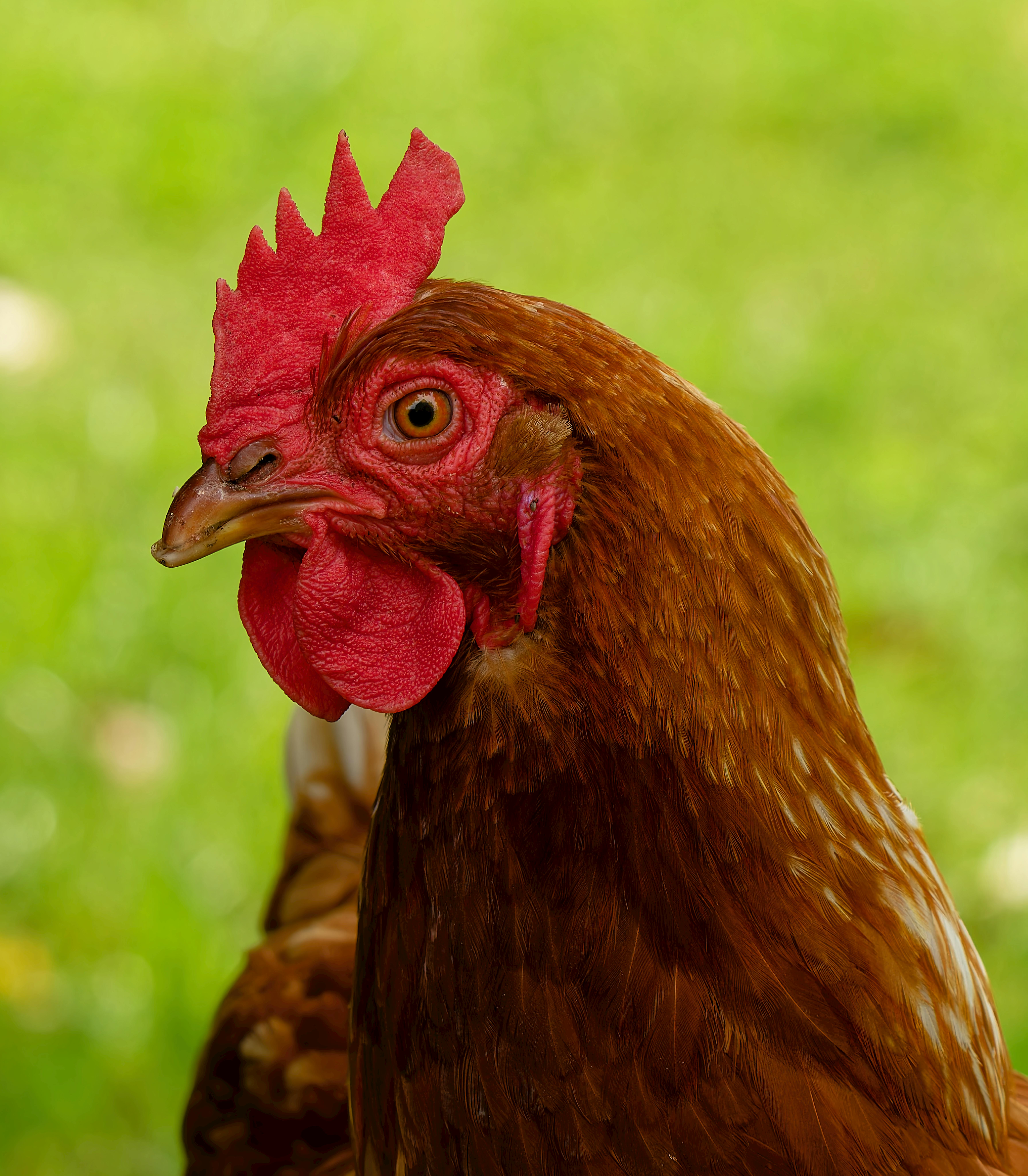 Scratch And Peck Photos, Download The BEST Free Scratch And Peck Stock ...