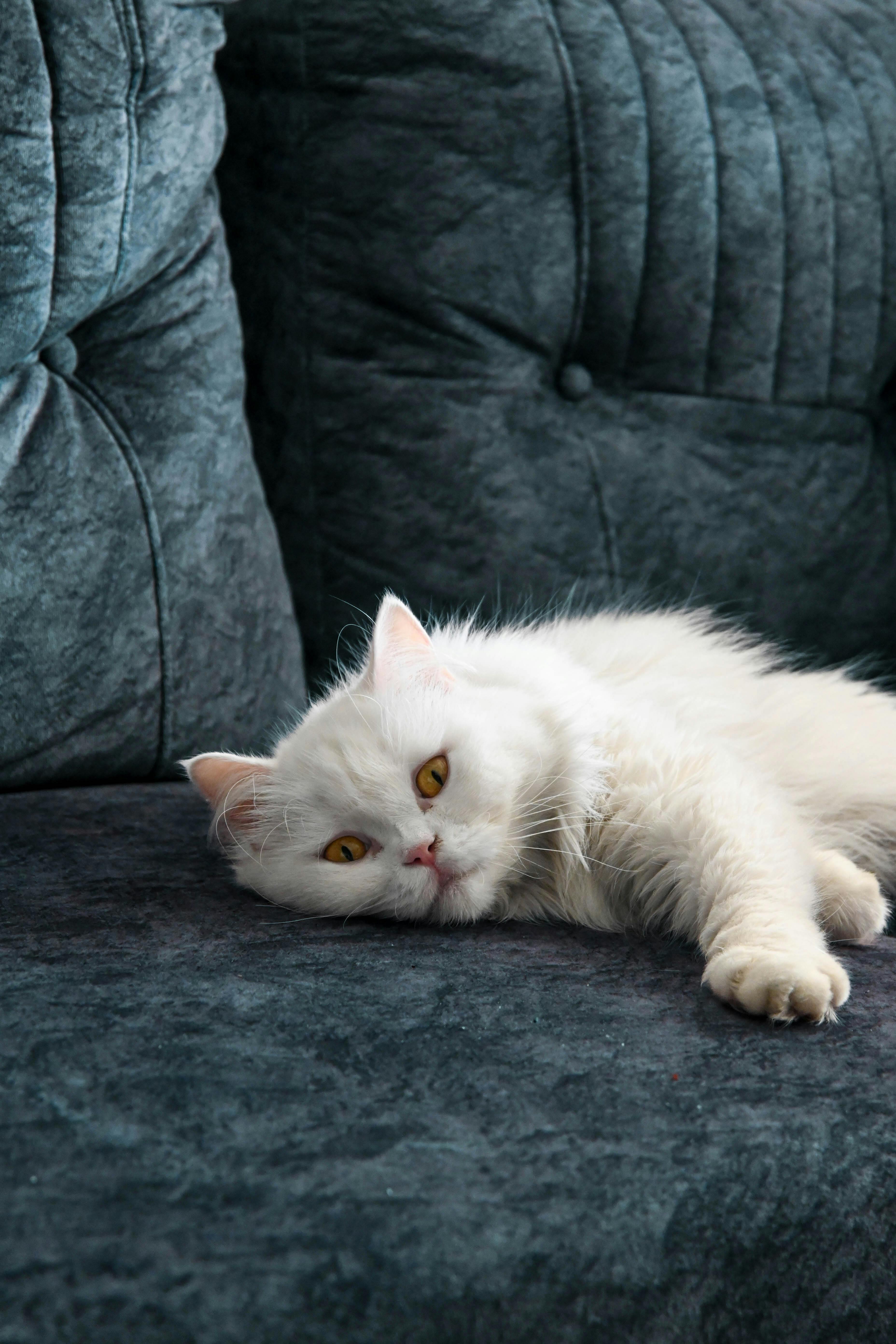 Minecraft+Shelf+Desktop+Wallpaper Photos, Download The BEST Free ...