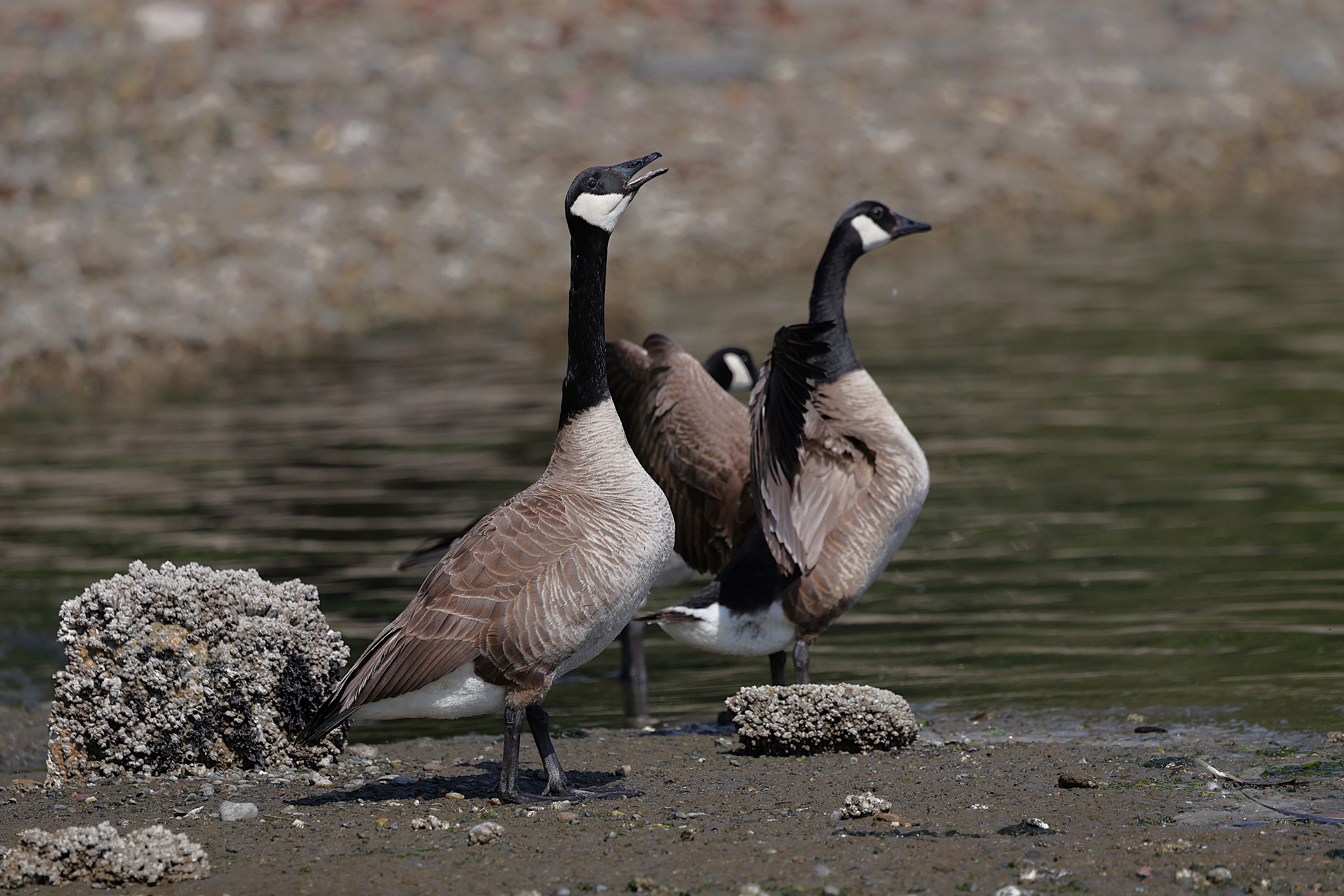 Canadian Geese by the Water in Natural Habitat · Free Stock Photo