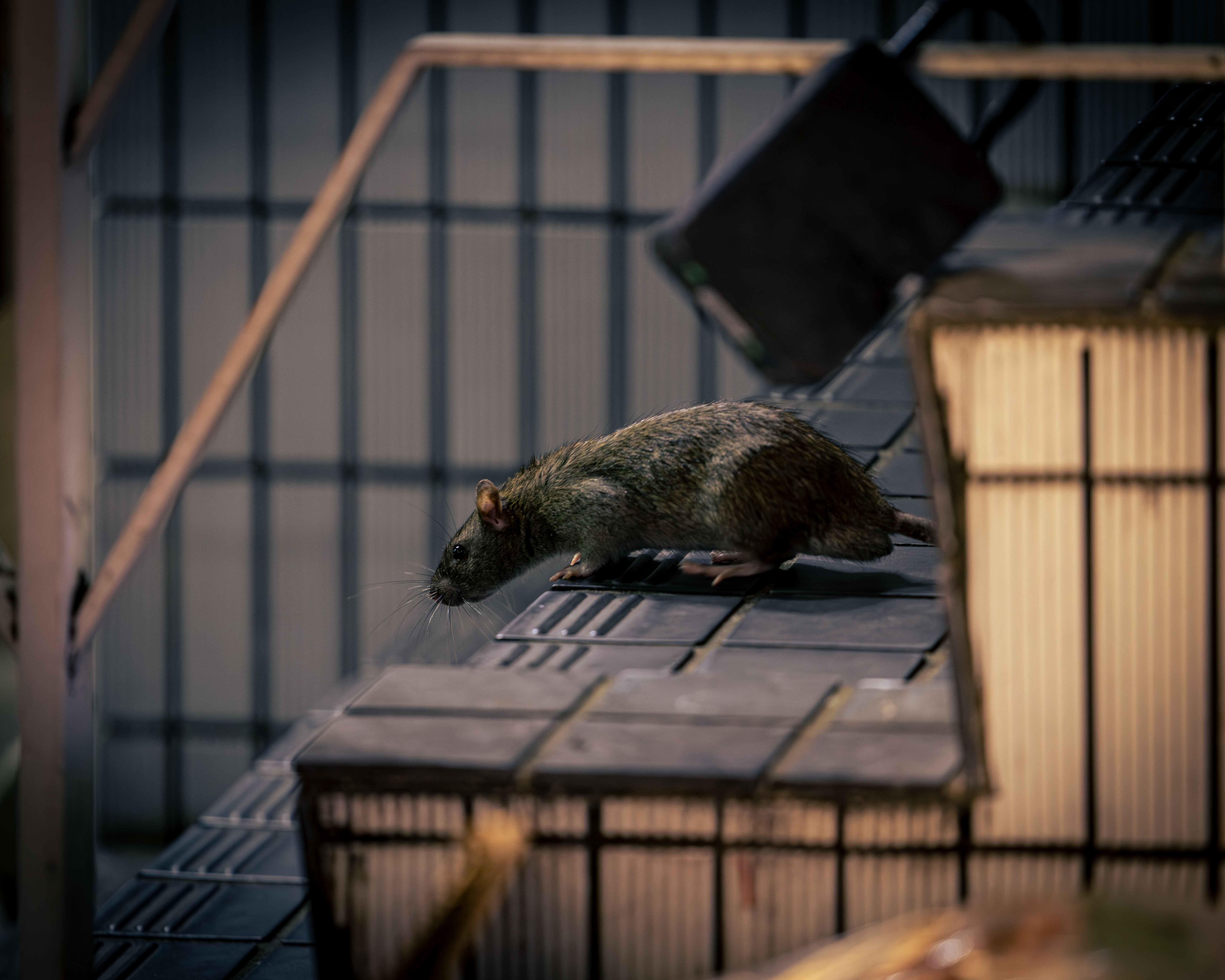 Nocturnal Rodent in Shinjuku Urban Streets · Free Stock Photo