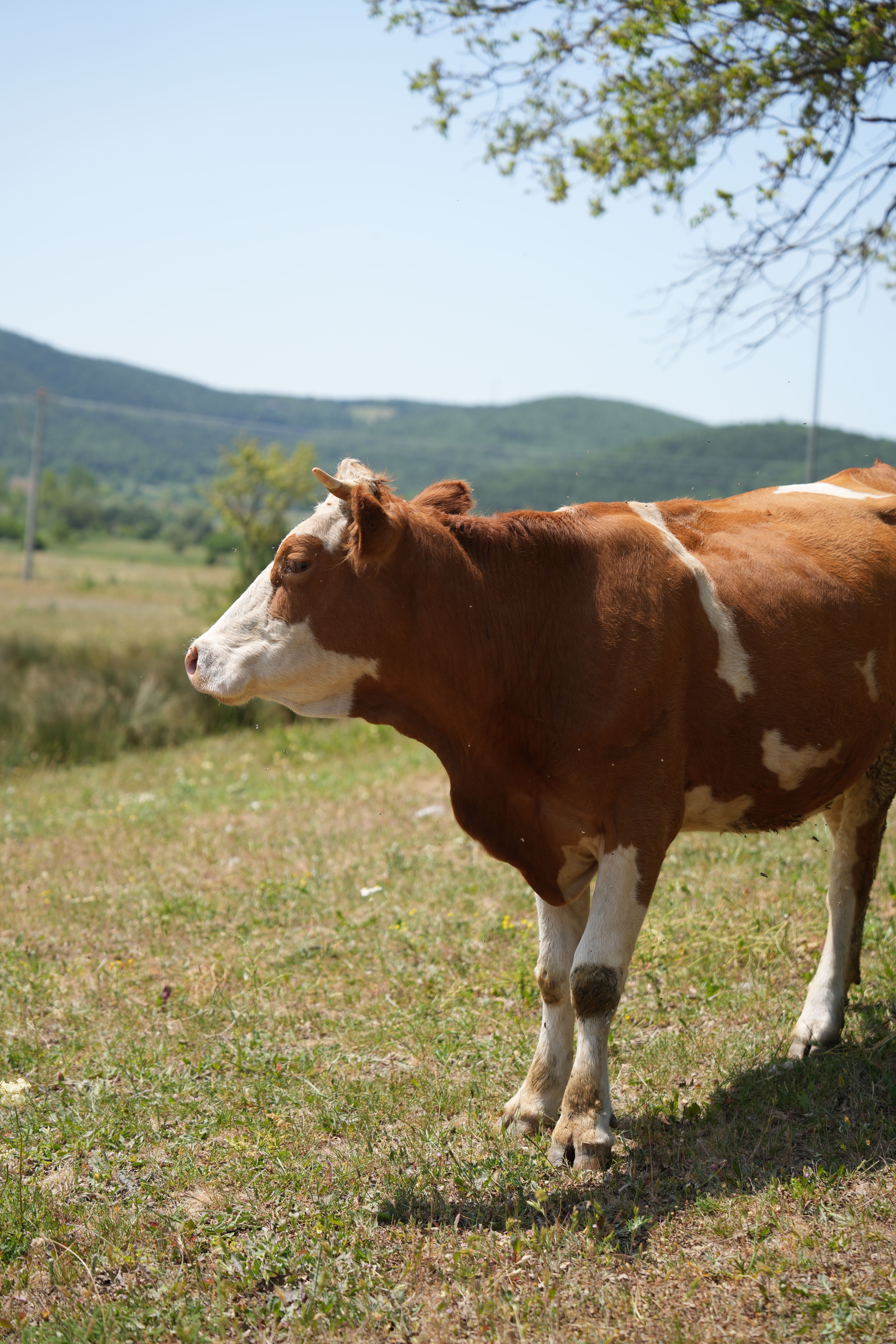 Cow 4k Photos, Download The BEST Free Cow 4k Stock Photos & HD Images