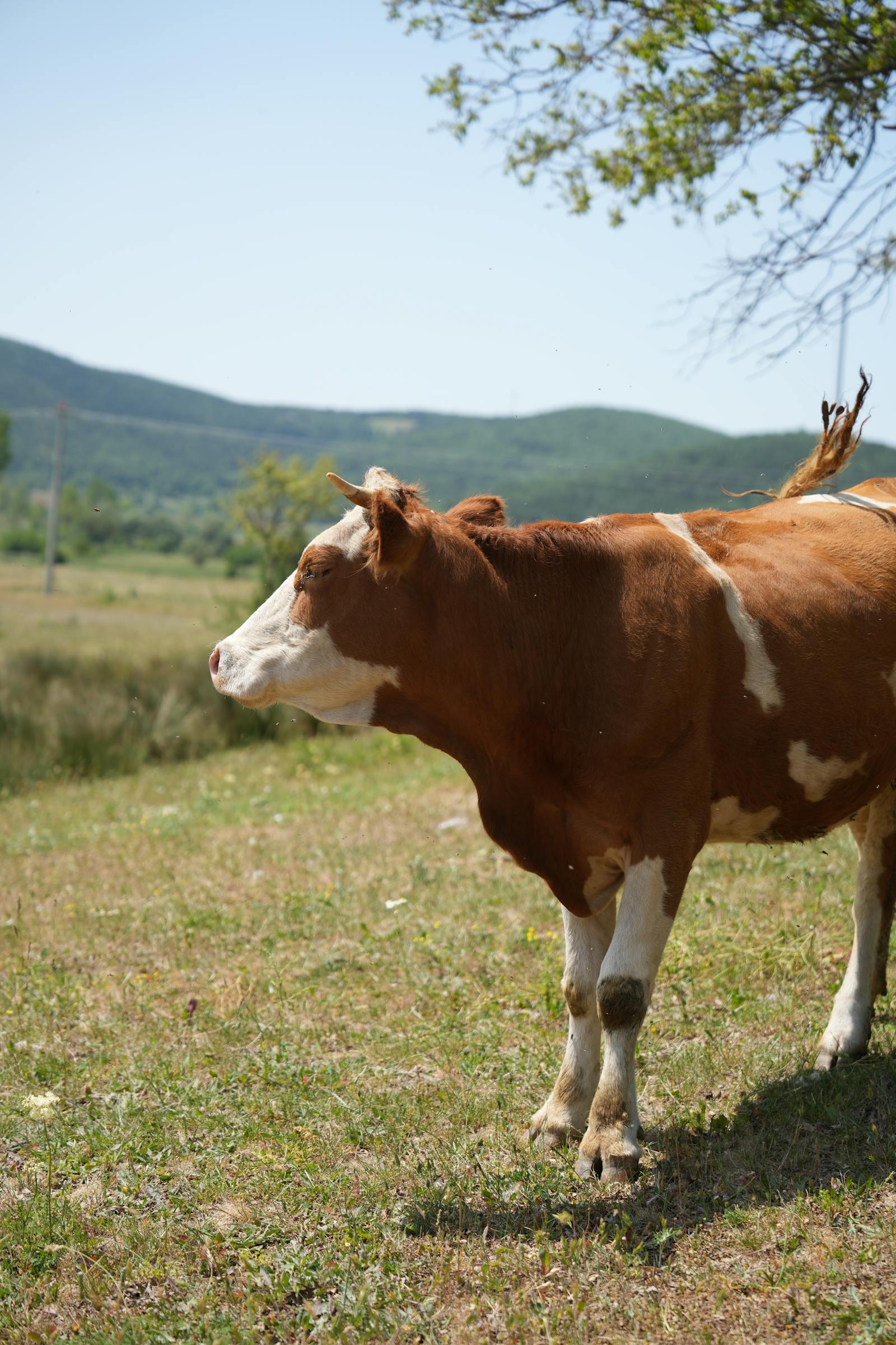 400.000+ melhores imagens de Fotos De Vaca · Download 100% grátis ...